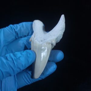 3.2" Huge Otodus Obliquus tooth Fossilized 54 million years old ...