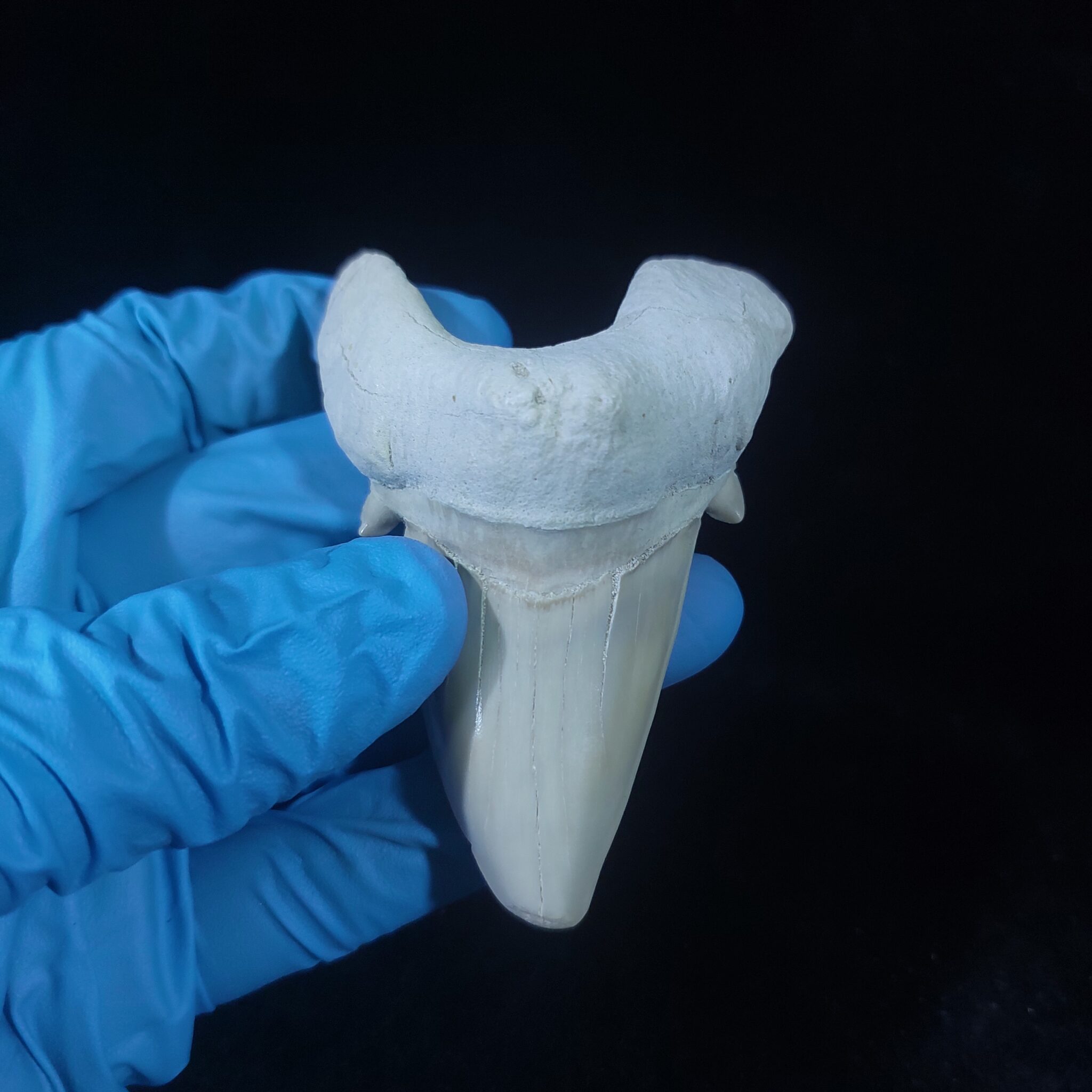 3.2" Huge Otodus Obliquus tooth Fossilized 54 million years old ...