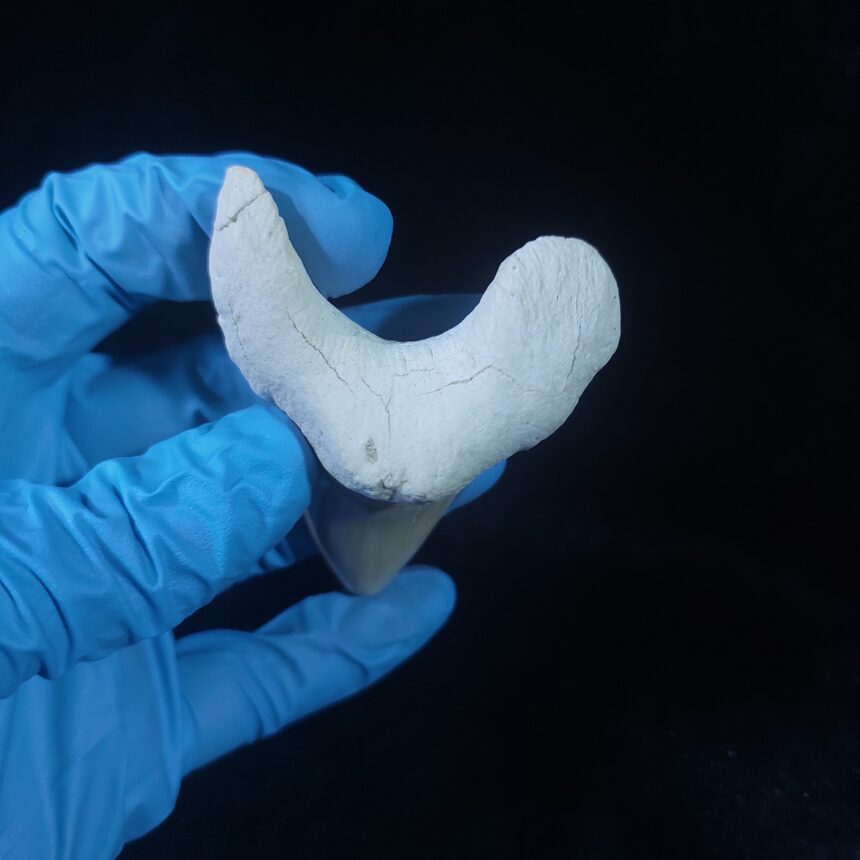3.2" Huge Otodus Obliquus tooth Fossilized 54 million years old ...