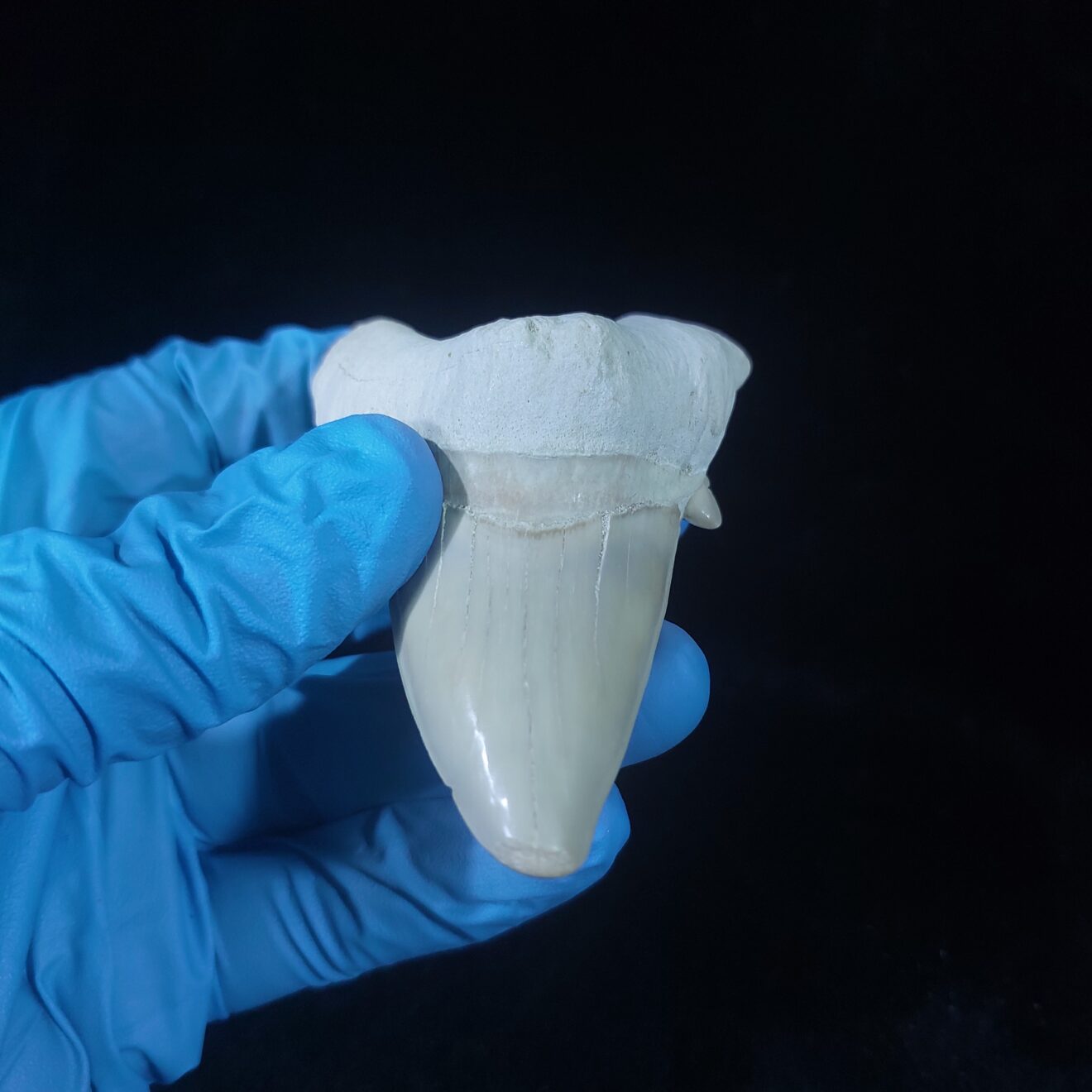 3.2" Huge Otodus Obliquus tooth Fossilized 54 million years old ...