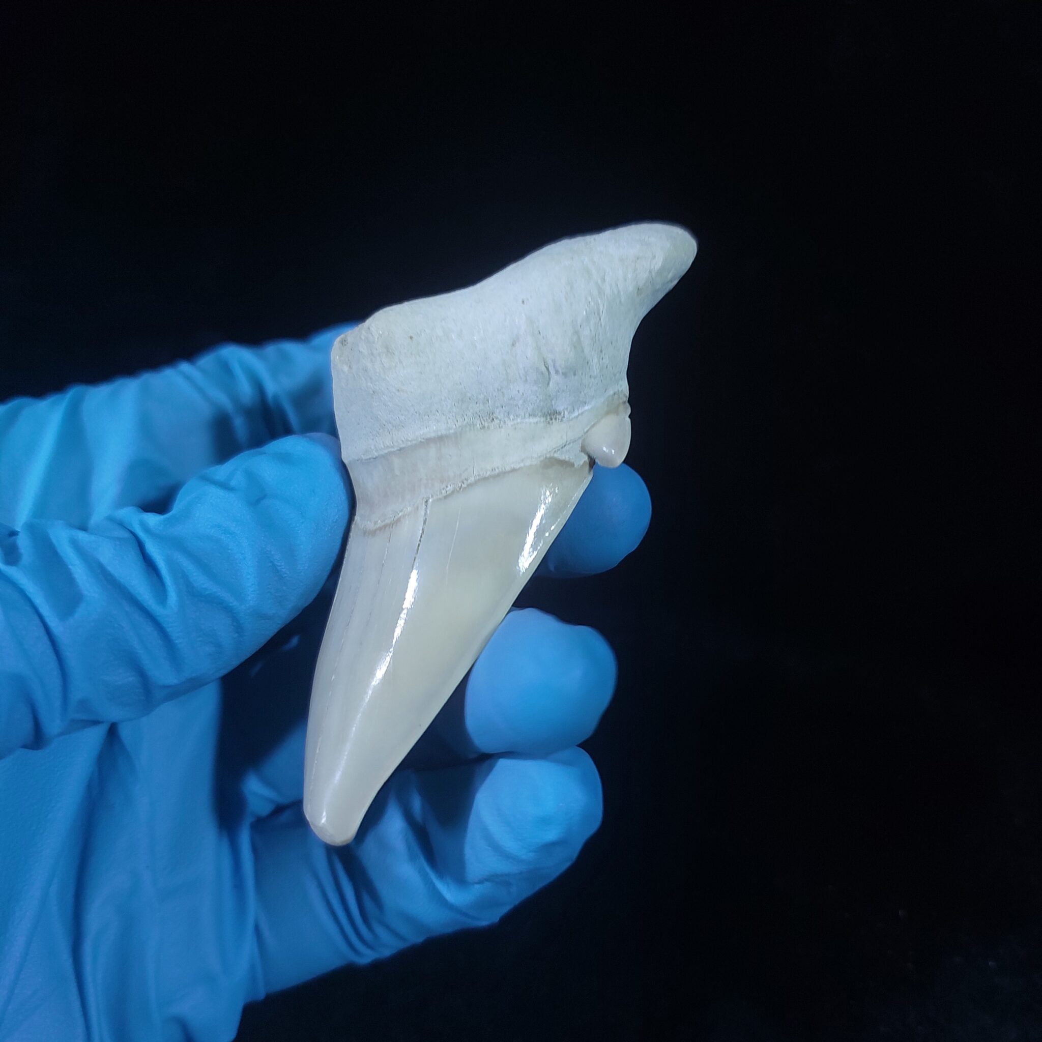 3.2" Huge Otodus Obliquus tooth Fossilized 54 million years old ...