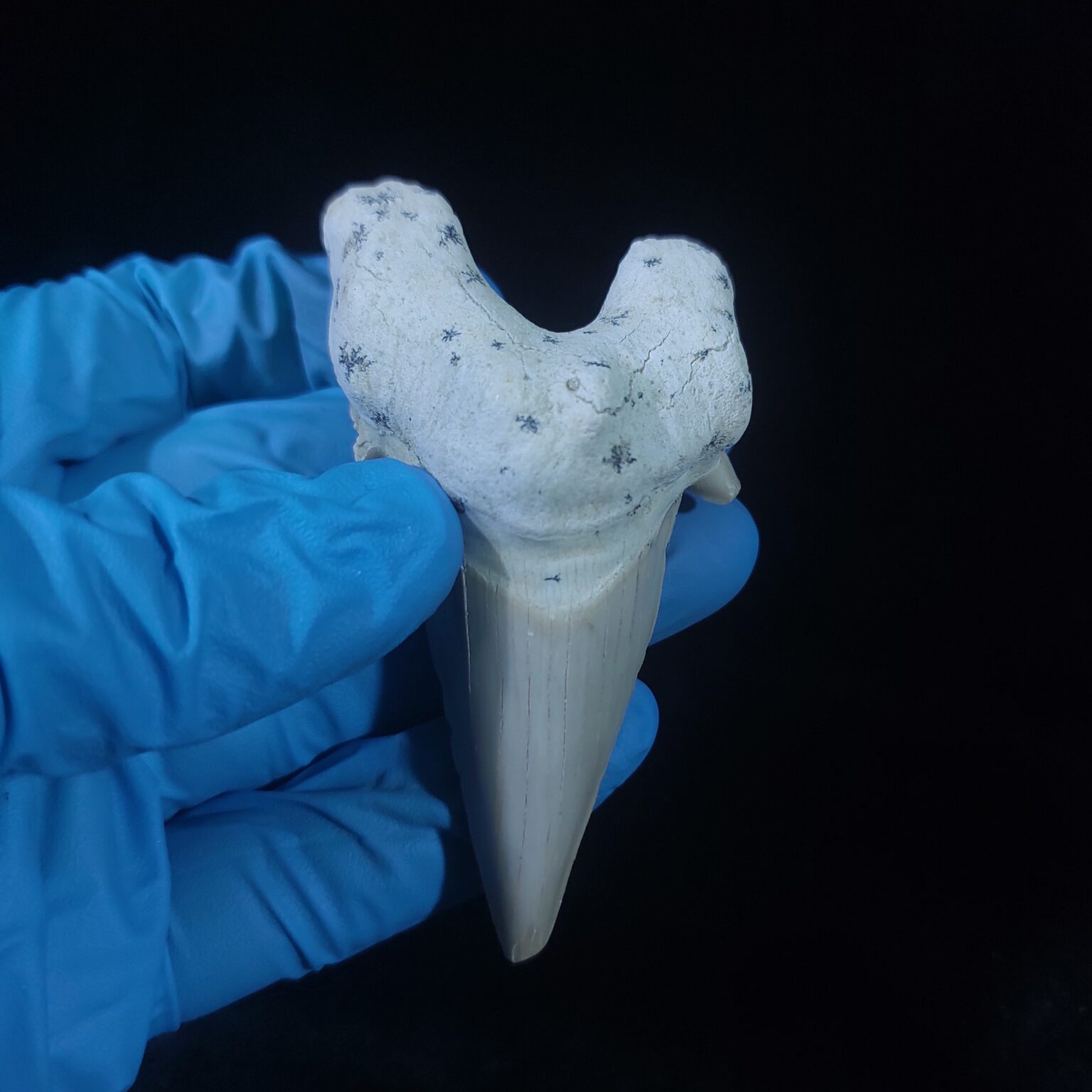 2.8" Top Rare Otodus Obliquus tooth original fossil Megalodon | FossilPaleo