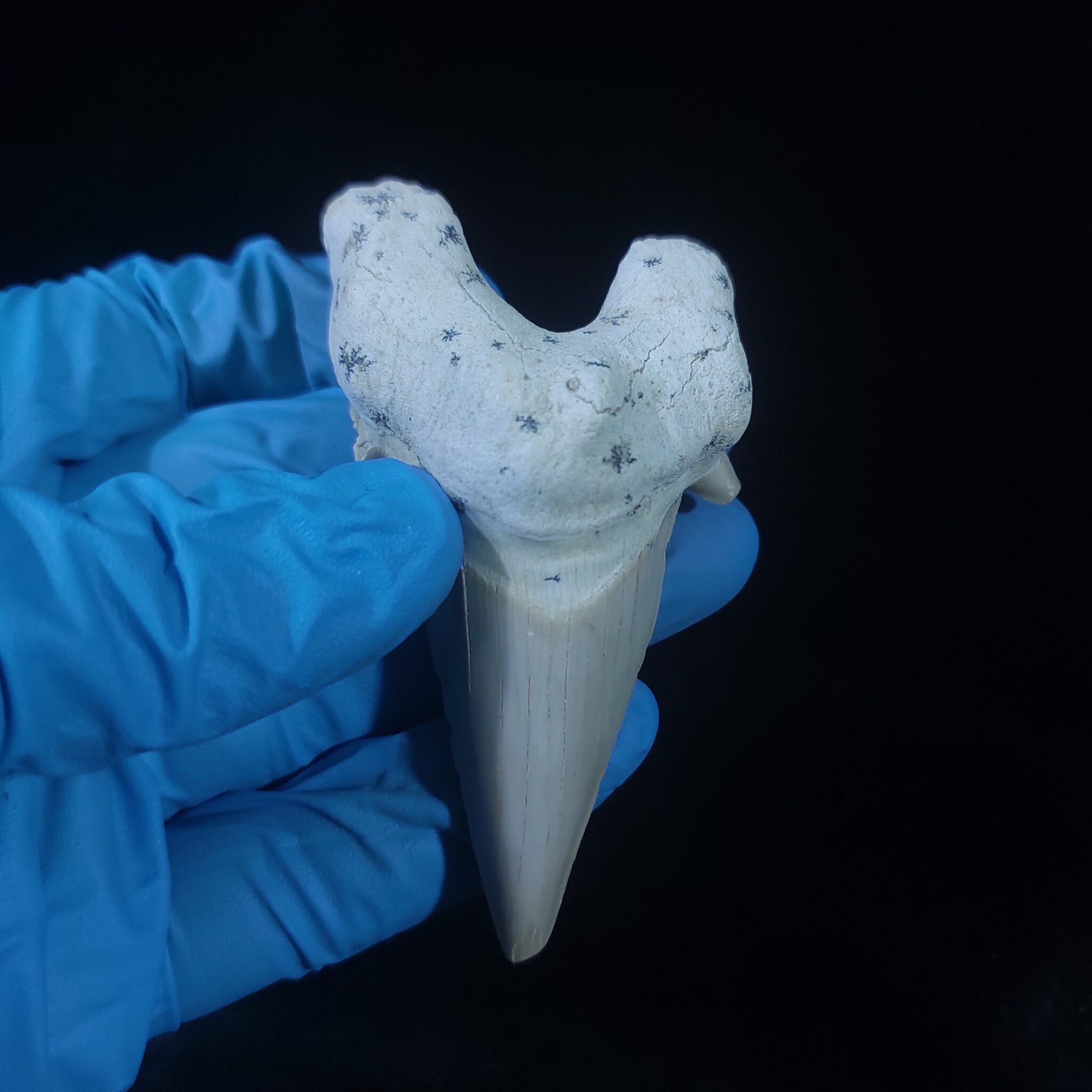 2.8" Top Rare Otodus Obliquus tooth original fossil Megalodon | FossilPaleo