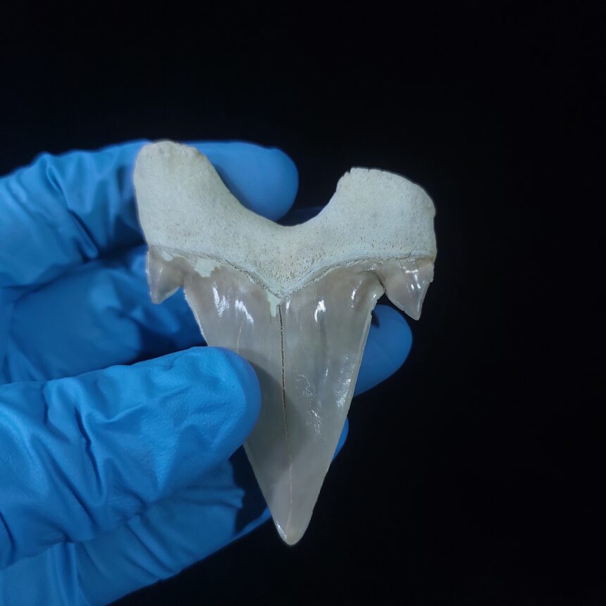Top Rare Otodus Obliquus Rare Fossil megalodon teeth Megatooth ...