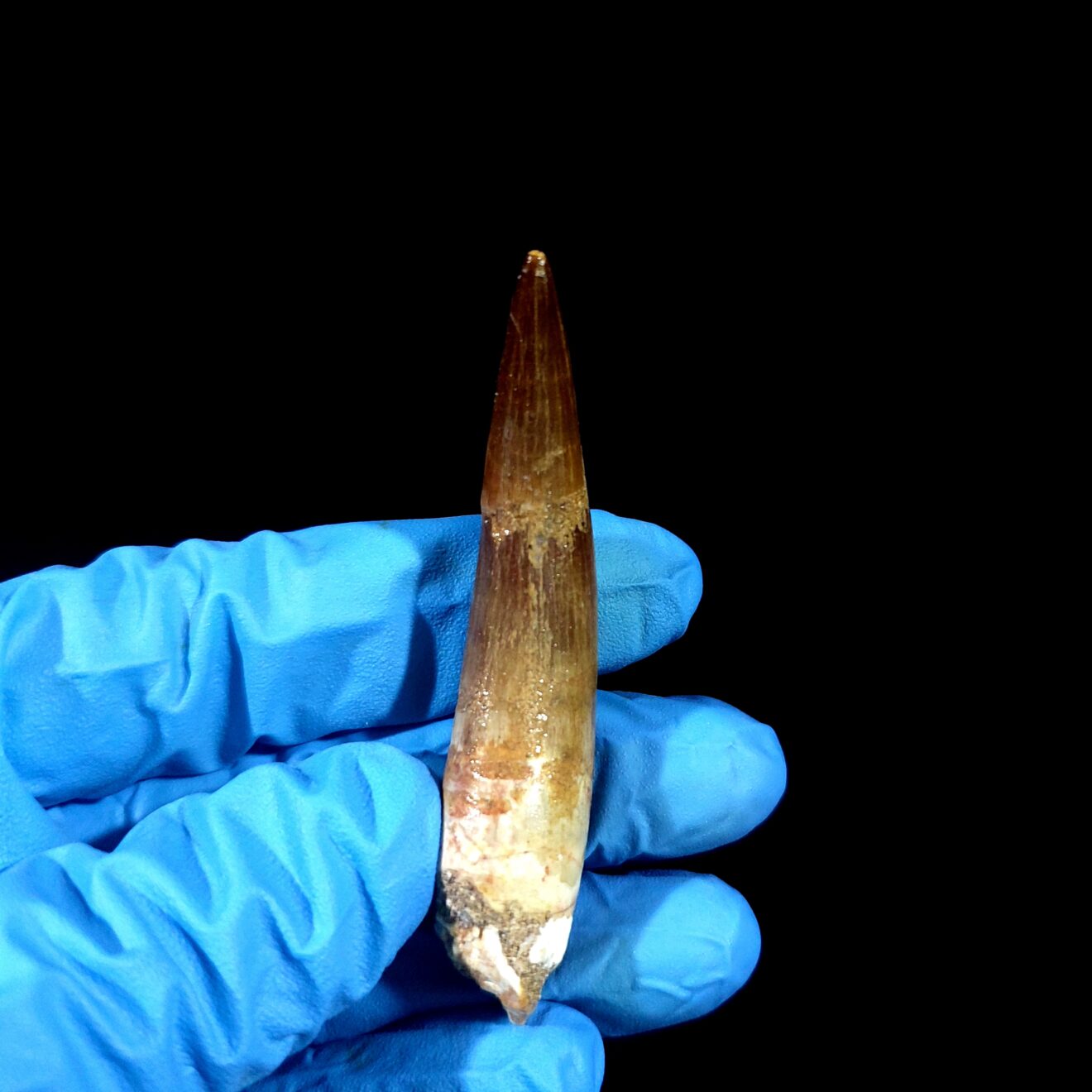 FOSSIL BULK Plesiosaur teeth 1.6" - 2.6" Wholesale | FossilPaleo