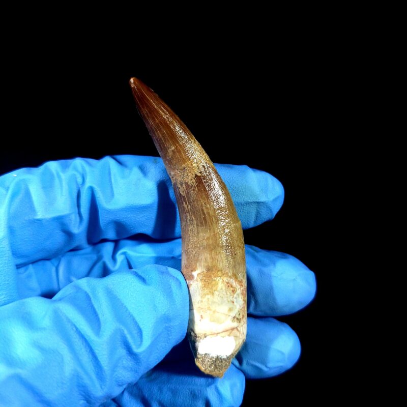 FOSSIL BULK Plesiosaur teeth 1.6" - 2.6" Wholesale | FossilPaleo