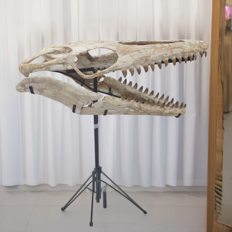 32" Huge Mosasaurus Skull Museum Fossils for sale Cretaceous | FossilPaleo