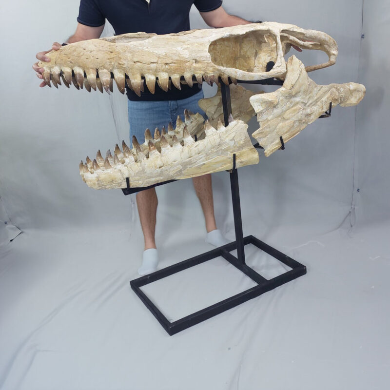 32" Huge Mosasaurus Skull Museum Fossils for sale Cretaceous | FossilPaleo