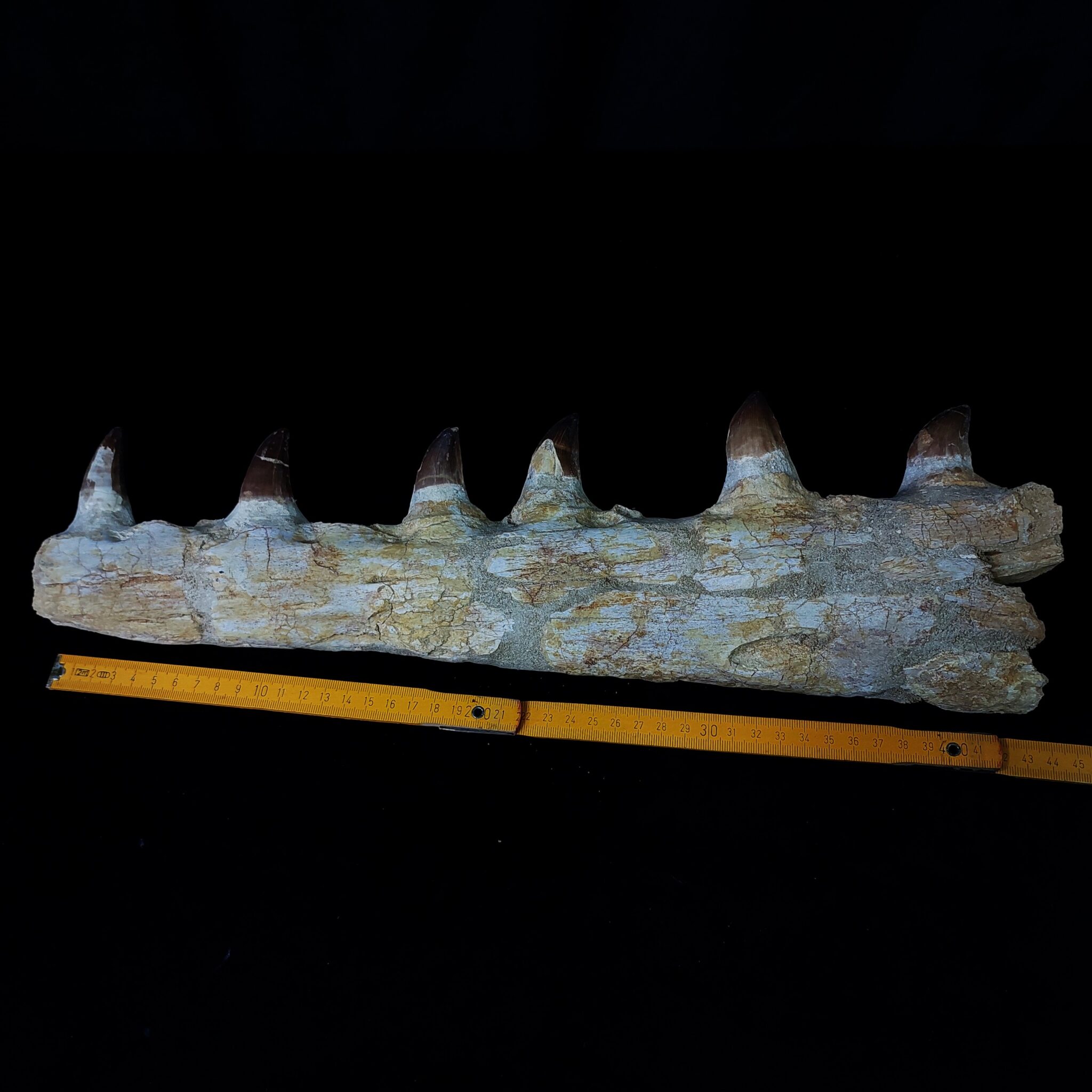 17.7" Original Thalassotitan Atrox Jaw rare fossilized for sale ...
