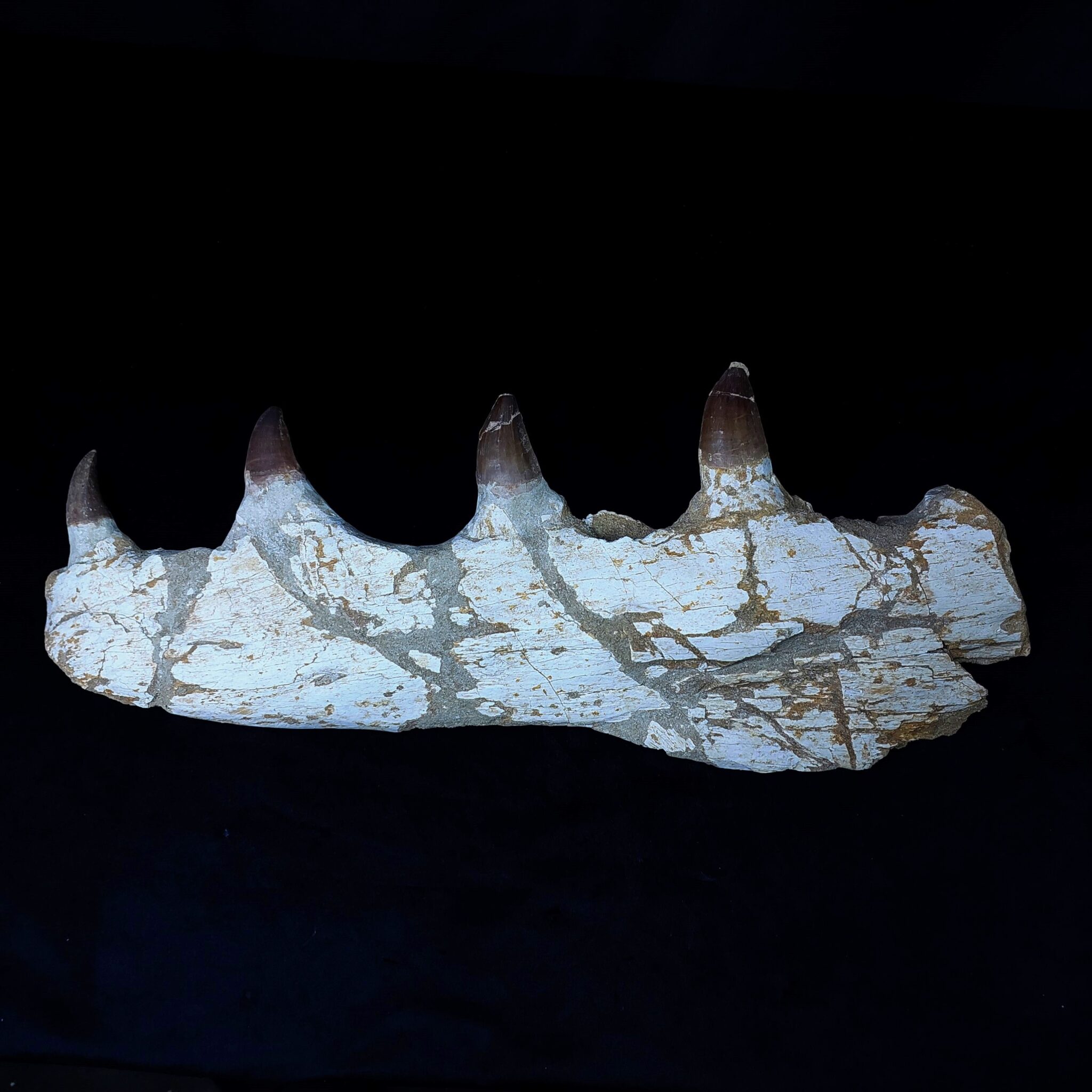 2" Unique Mosasaurus Tooth Specimen for Sale Authentic Fossil | FossilPaleo
