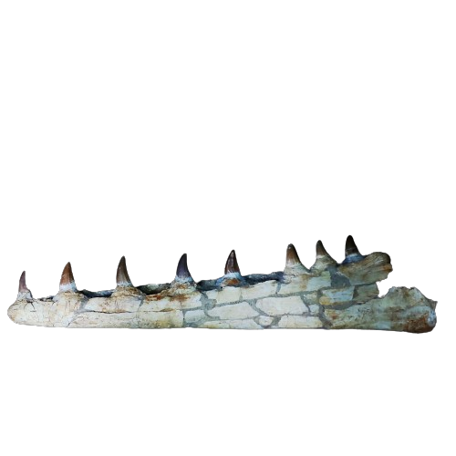 Mosasaurus Jaws | Original Fossils for Sale