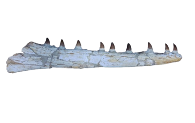 25" Original Mosasaurus Jaw Rare Fossil Hoffmanni dinosaur | FossilPaleo