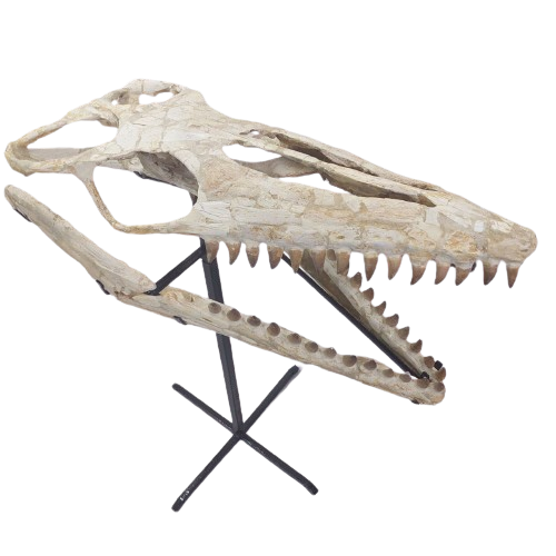 Mosasaurus Skulls | Original Fossils for Sale
