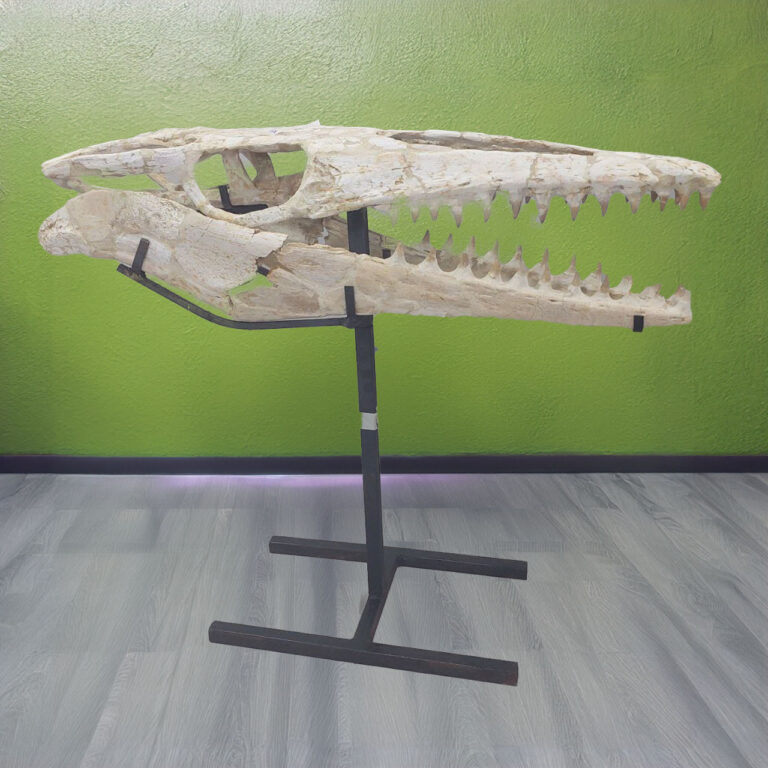 Mosasaurus Skulls | Original Fossils for Sale