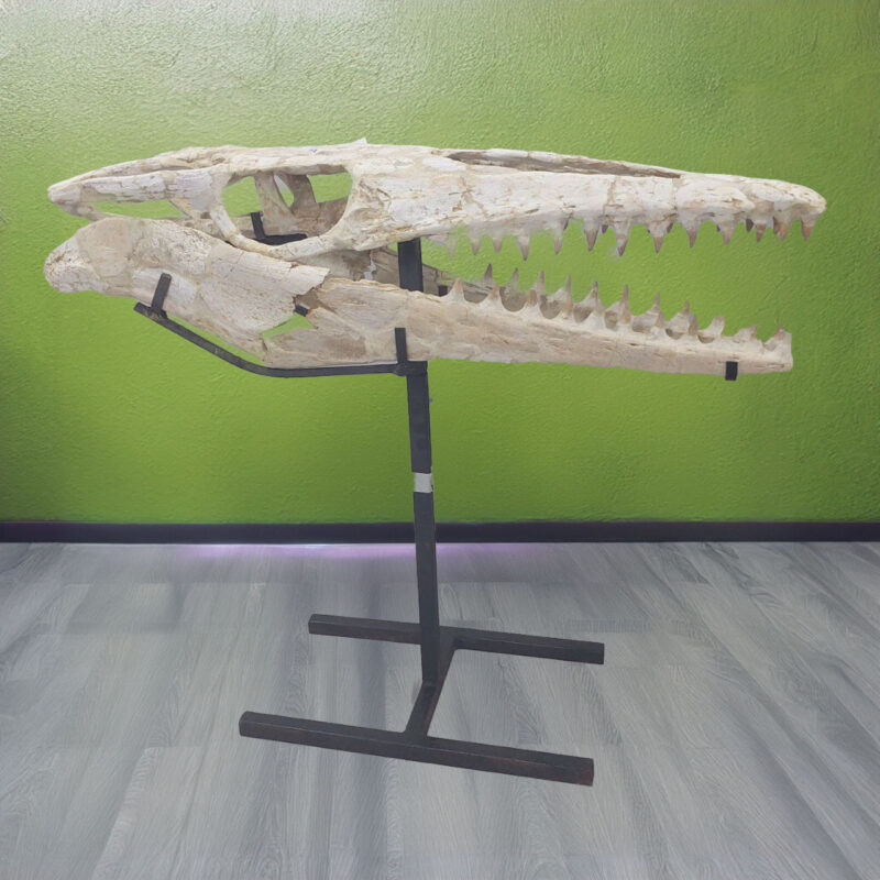 Mosasaurus Skulls | Original Fossils for Sale