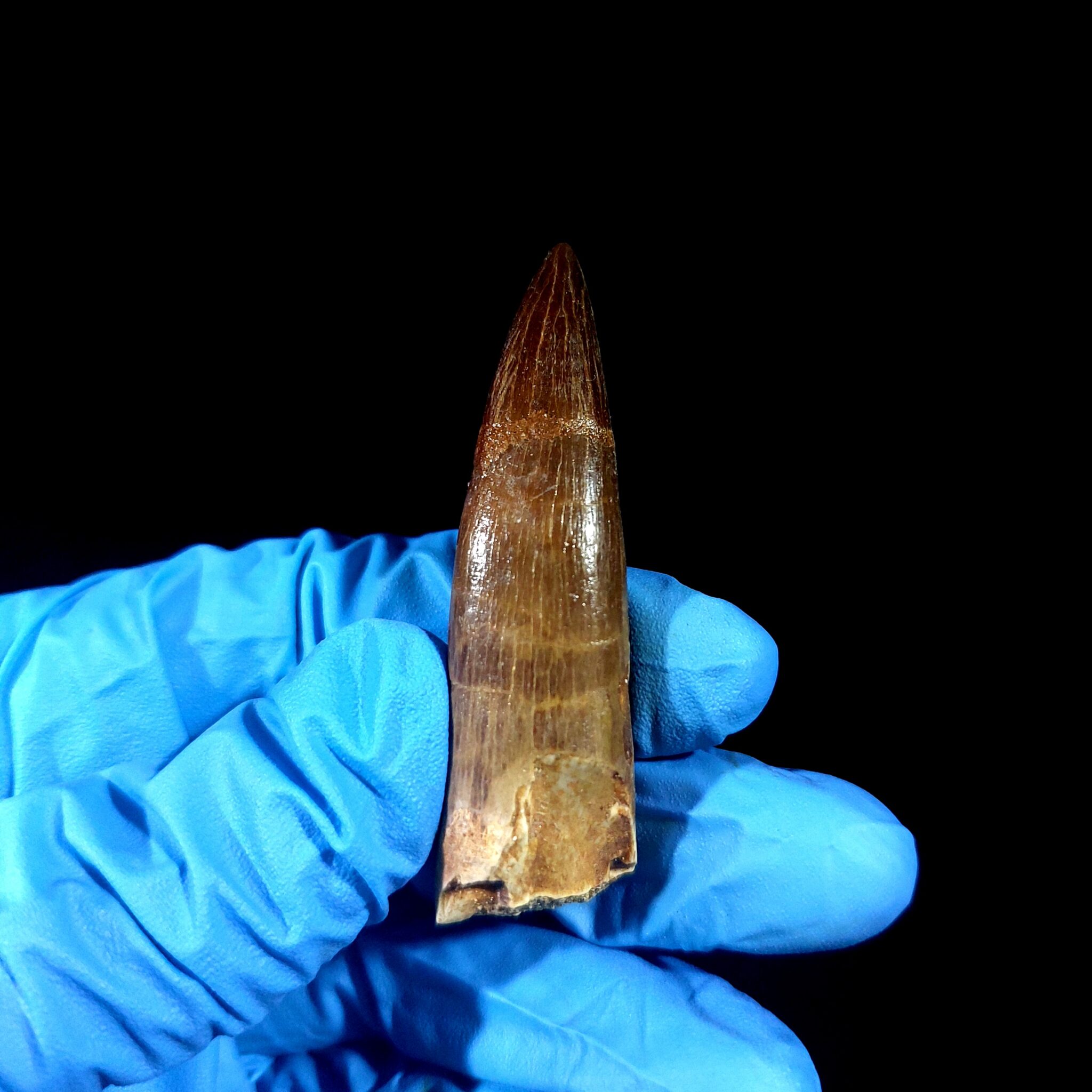 2.8" Huge Plesiosaurus Tooth Rare Fossilized Morocco Dino | FossilPaleo