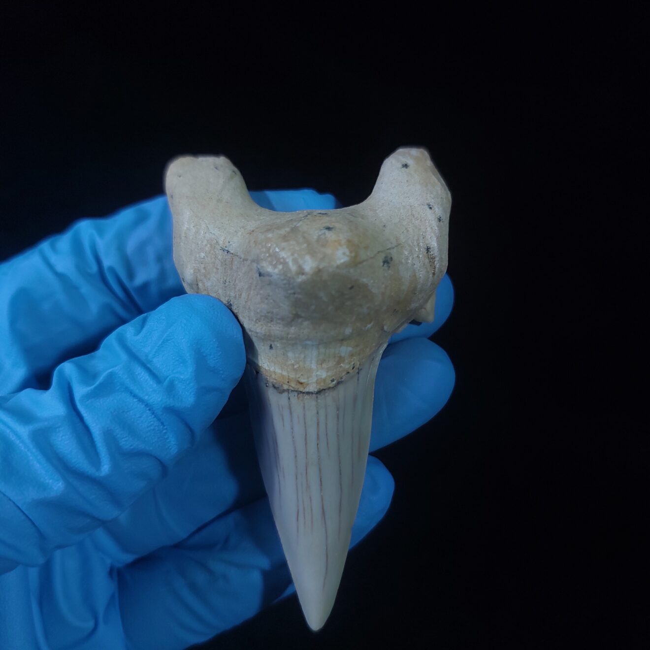 3" Specimen Megalodon fossil Tooth Rare Species Otodus Obliquus fossils ...