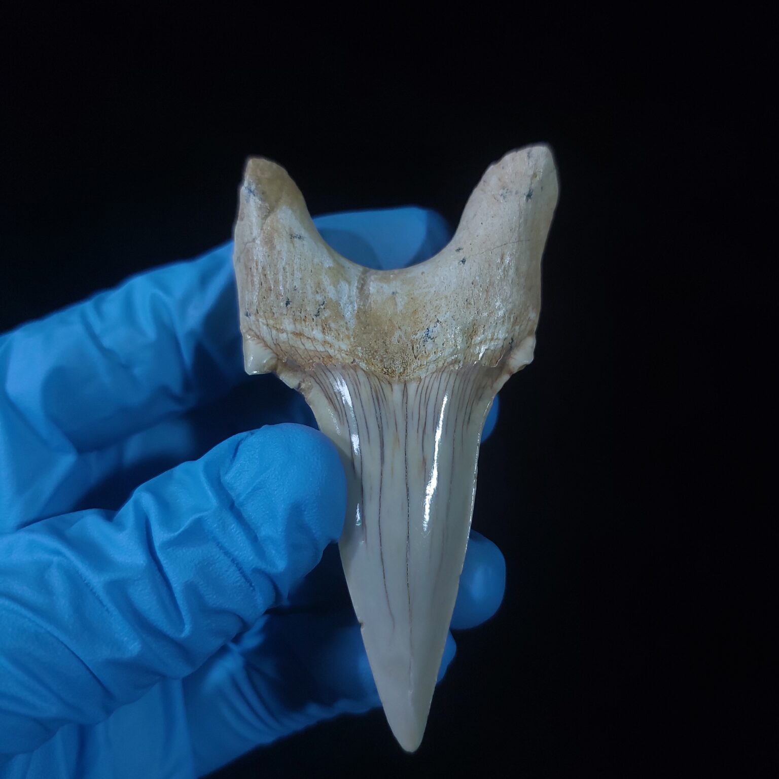 3" Specimen Megalodon fossil Tooth Rare Species Otodus Obliquus fossils ...