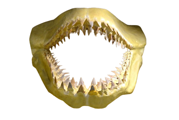 2.8" Top Rare Otodus Obliquus tooth original fossil Megalodon | FossilPaleo