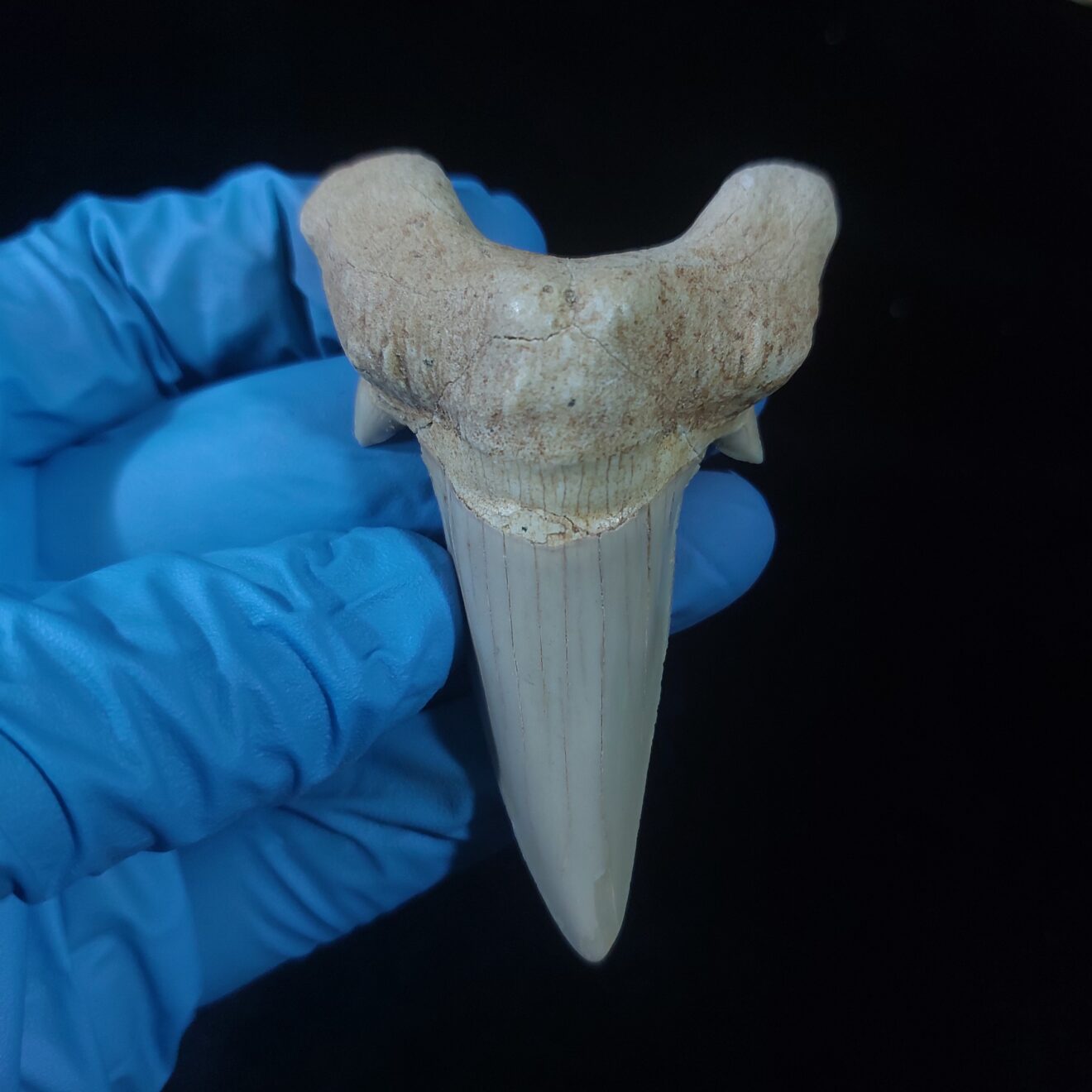 3" Specimen Megalodon fossil Tooth Rare Species Otodus Obliquus fossils ...