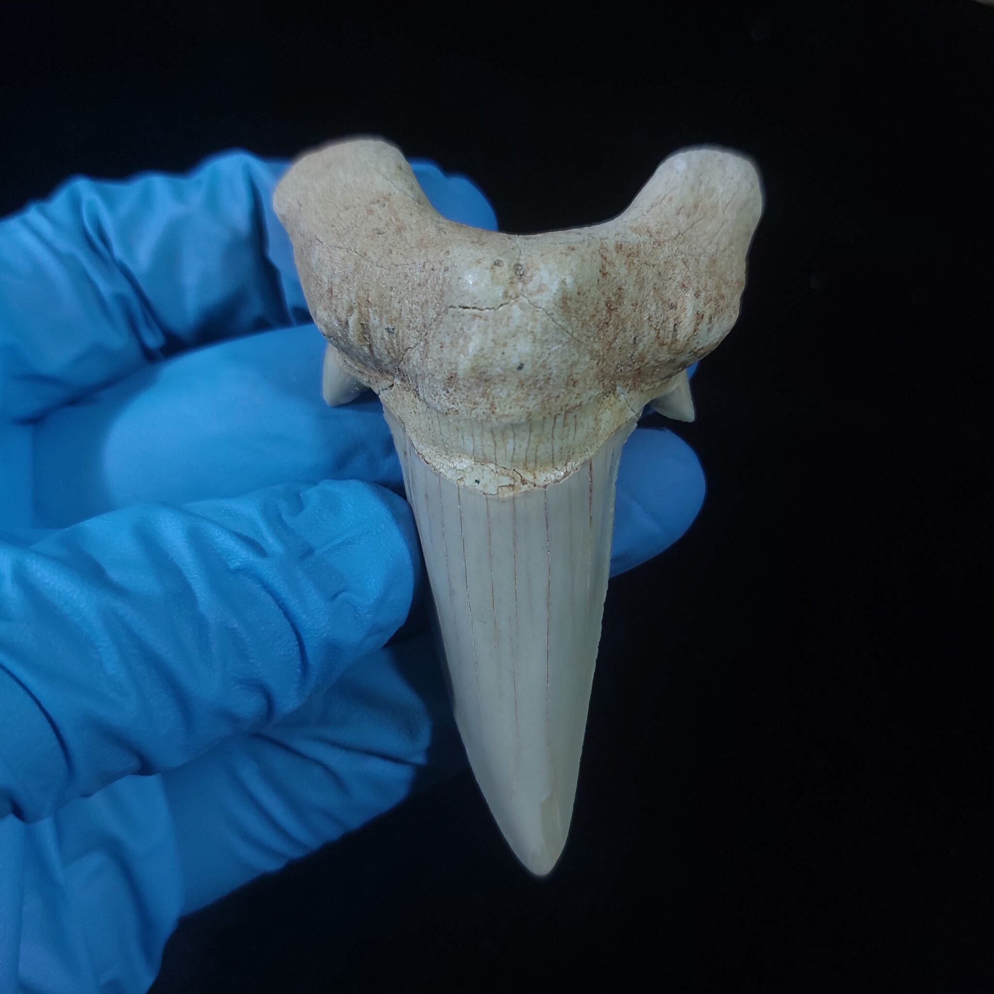 3" Specimen Megalodon fossil Tooth Rare Species Otodus Obliquus fossils ...