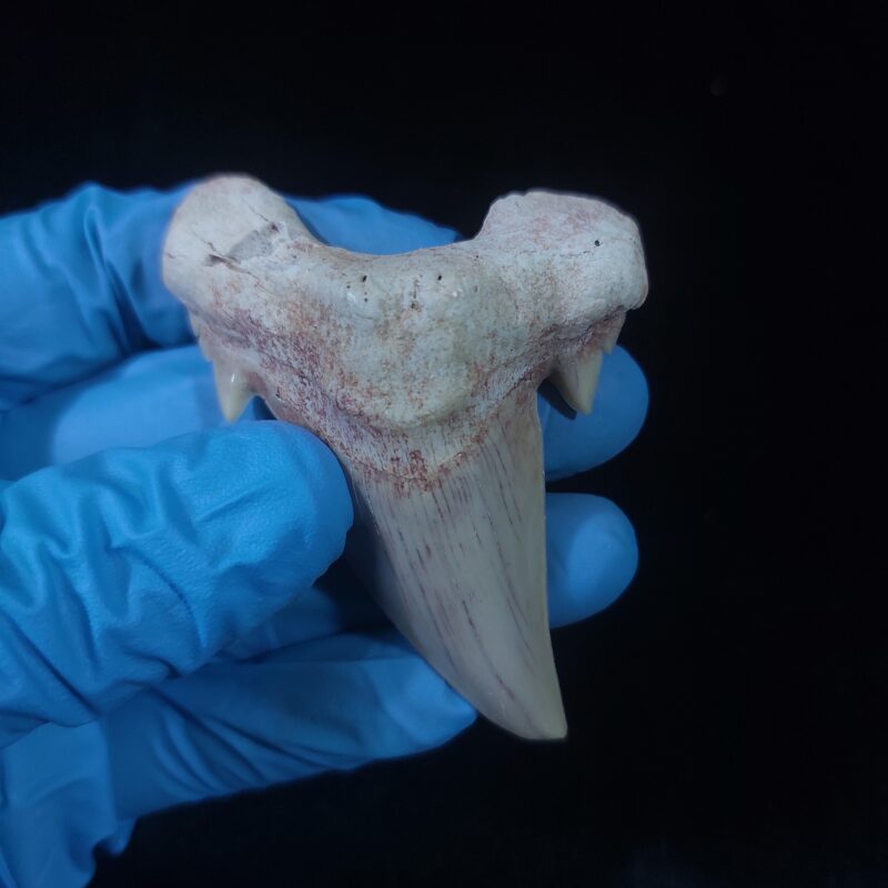 2.8" Great Otodus Obliquus Tooth Fossil 54 million years Old | FossilPaleo