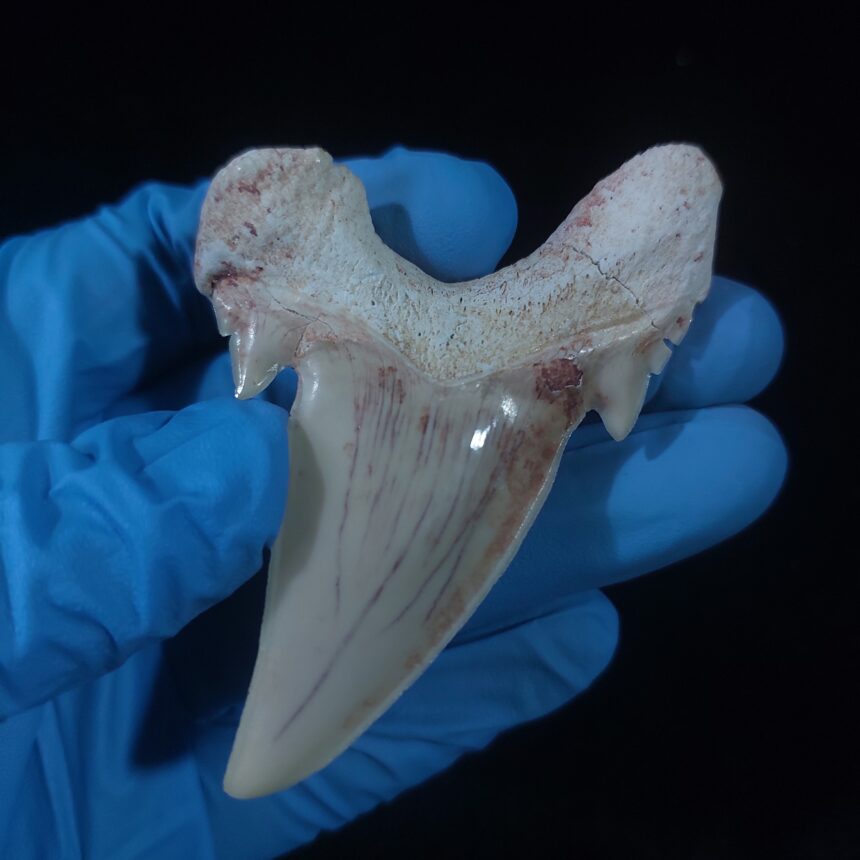 Fossil Shark Otodus Obliquus teeth Medium - Bulk Fossil | FossilPaleo