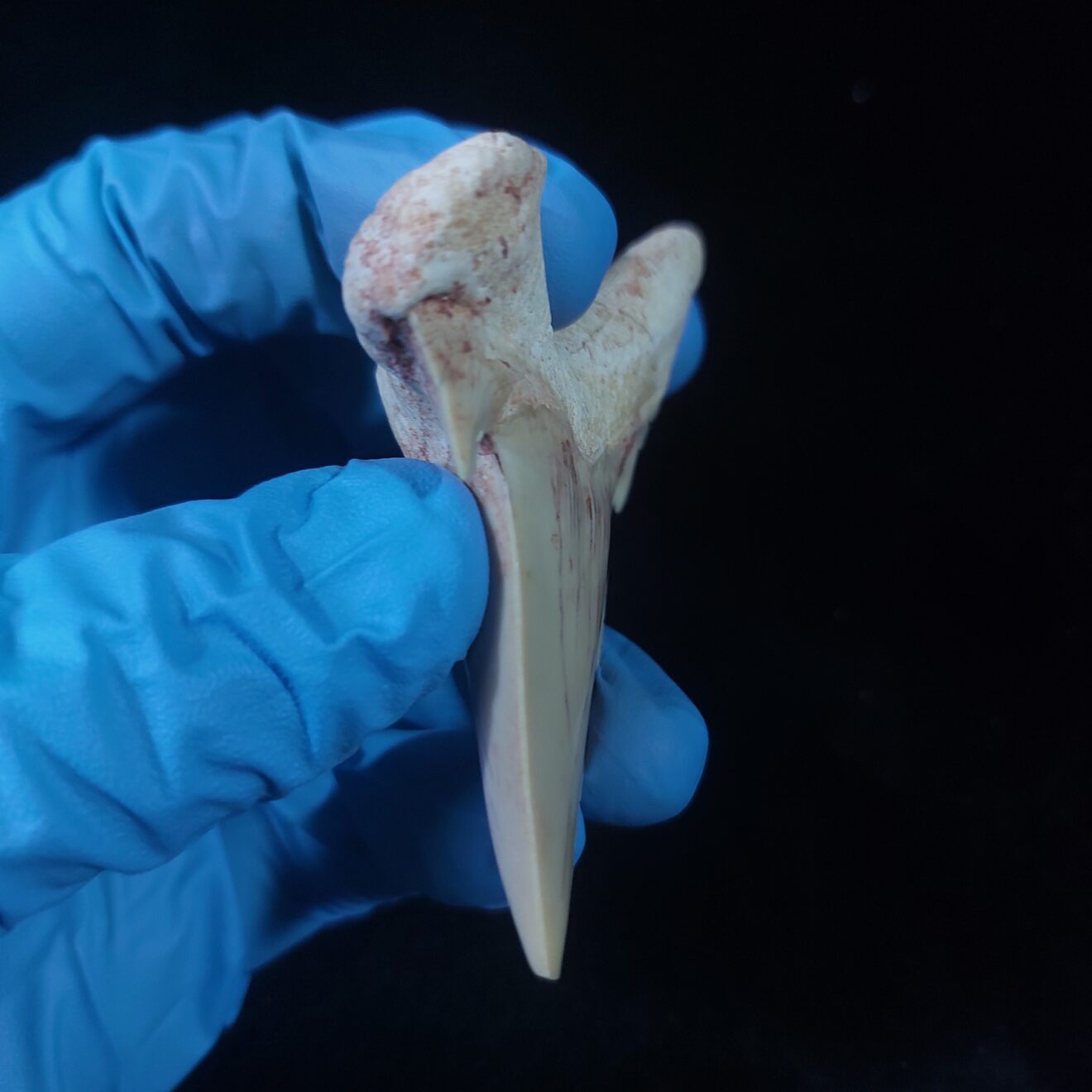 2.8" Great Otodus Obliquus Tooth Fossil 54 million years Old | FossilPaleo