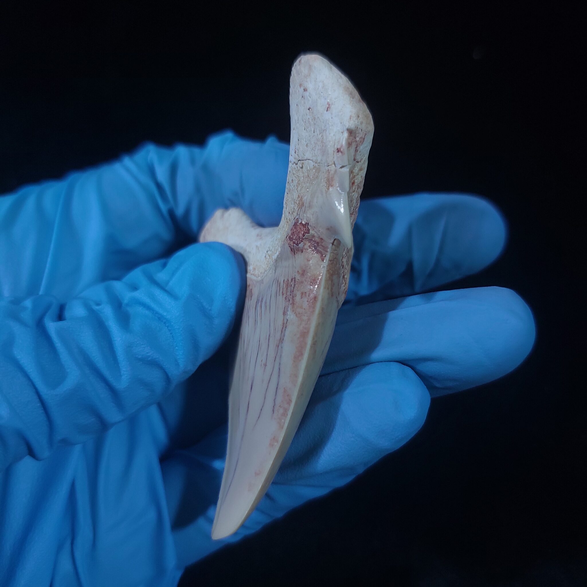 2.8" Great Otodus Obliquus Tooth Fossil 54 million years Old | FossilPaleo