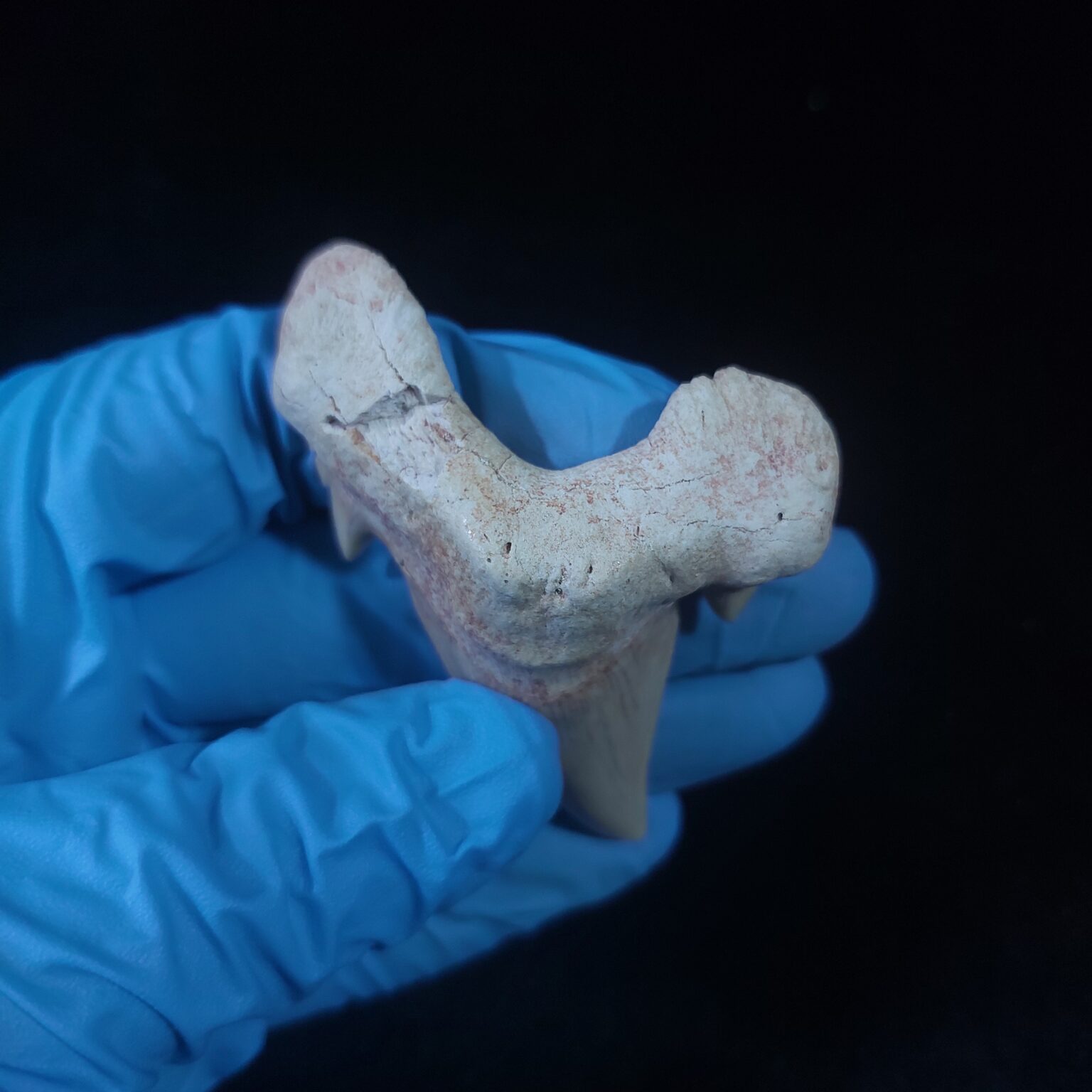 2.8" Great Otodus Obliquus Tooth Fossil 54 million years Old | FossilPaleo