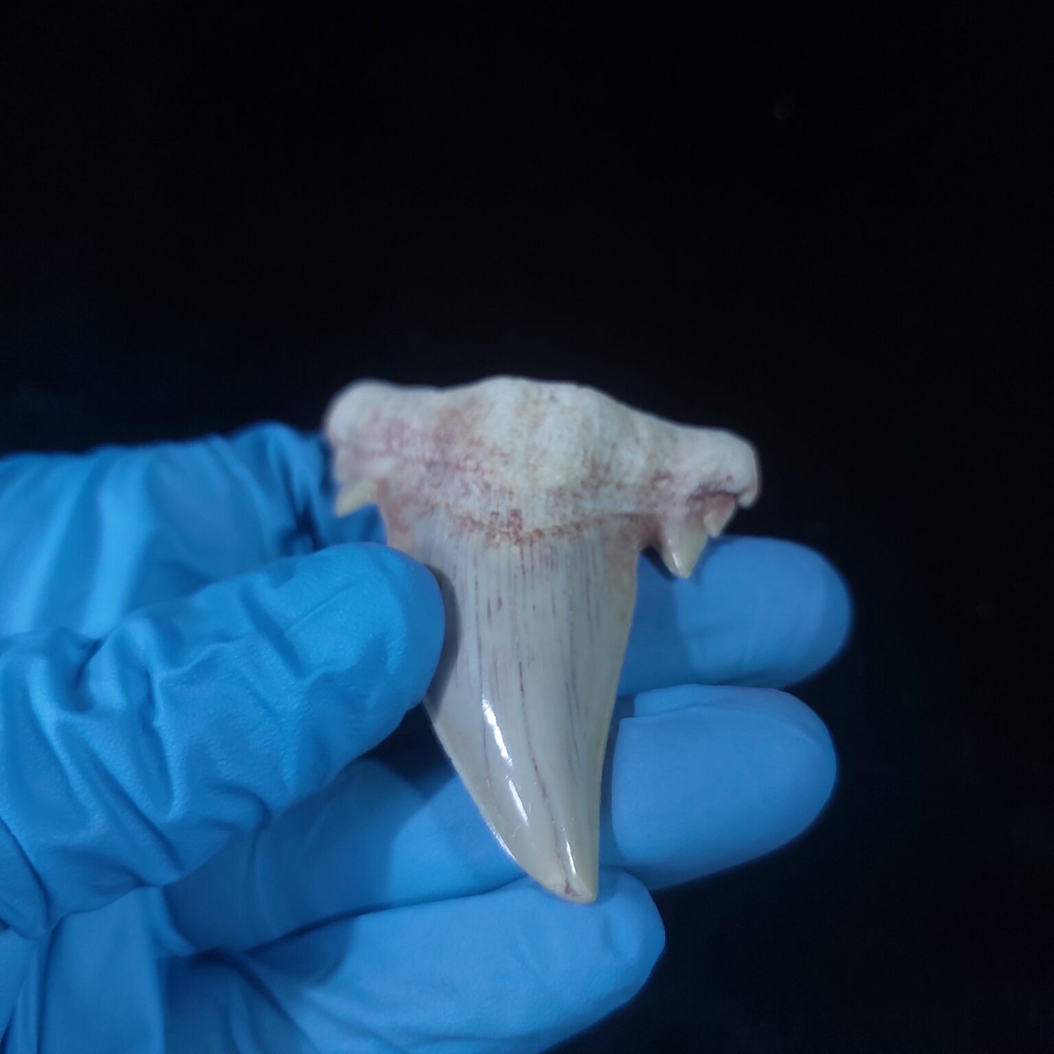 2.8" Great Otodus Obliquus Tooth Fossil 54 million years Old | FossilPaleo