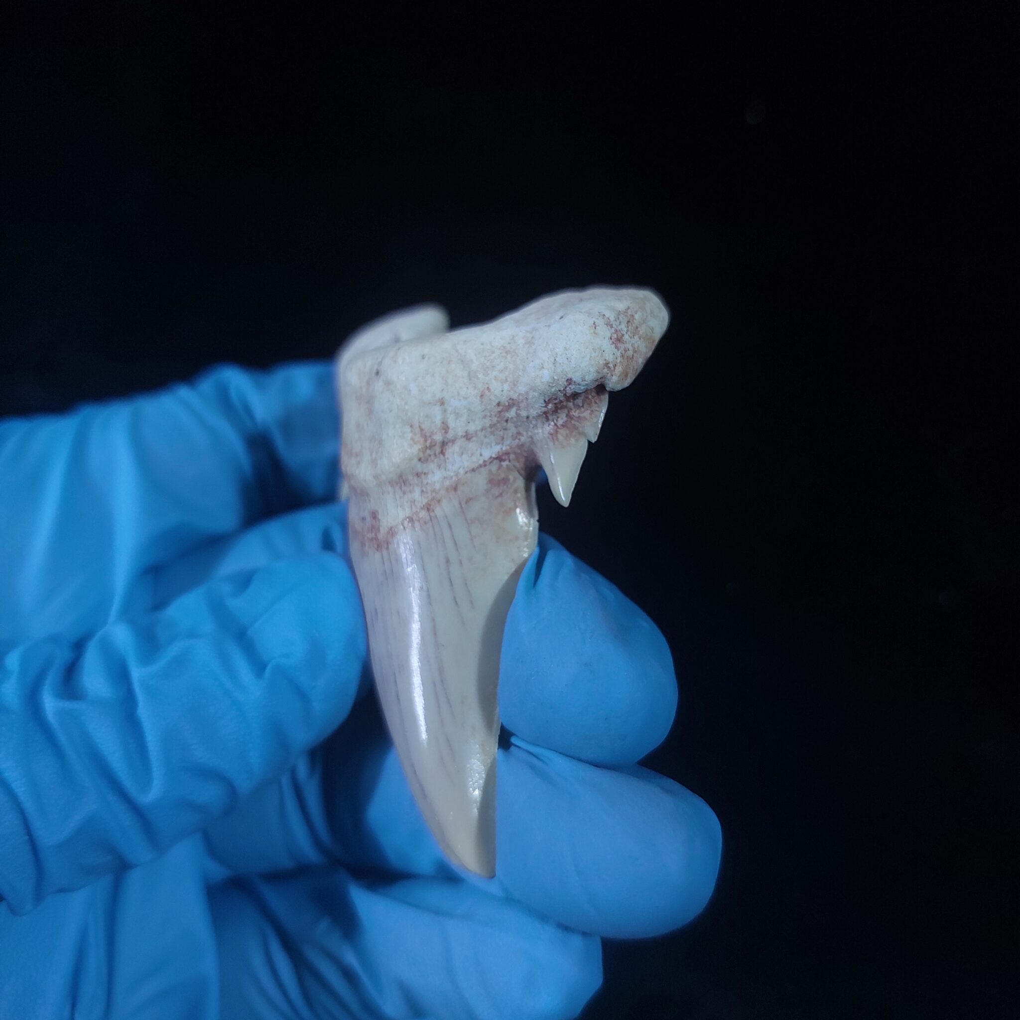 2.8" Great Otodus Obliquus Tooth Fossil 54 million years Old | FossilPaleo