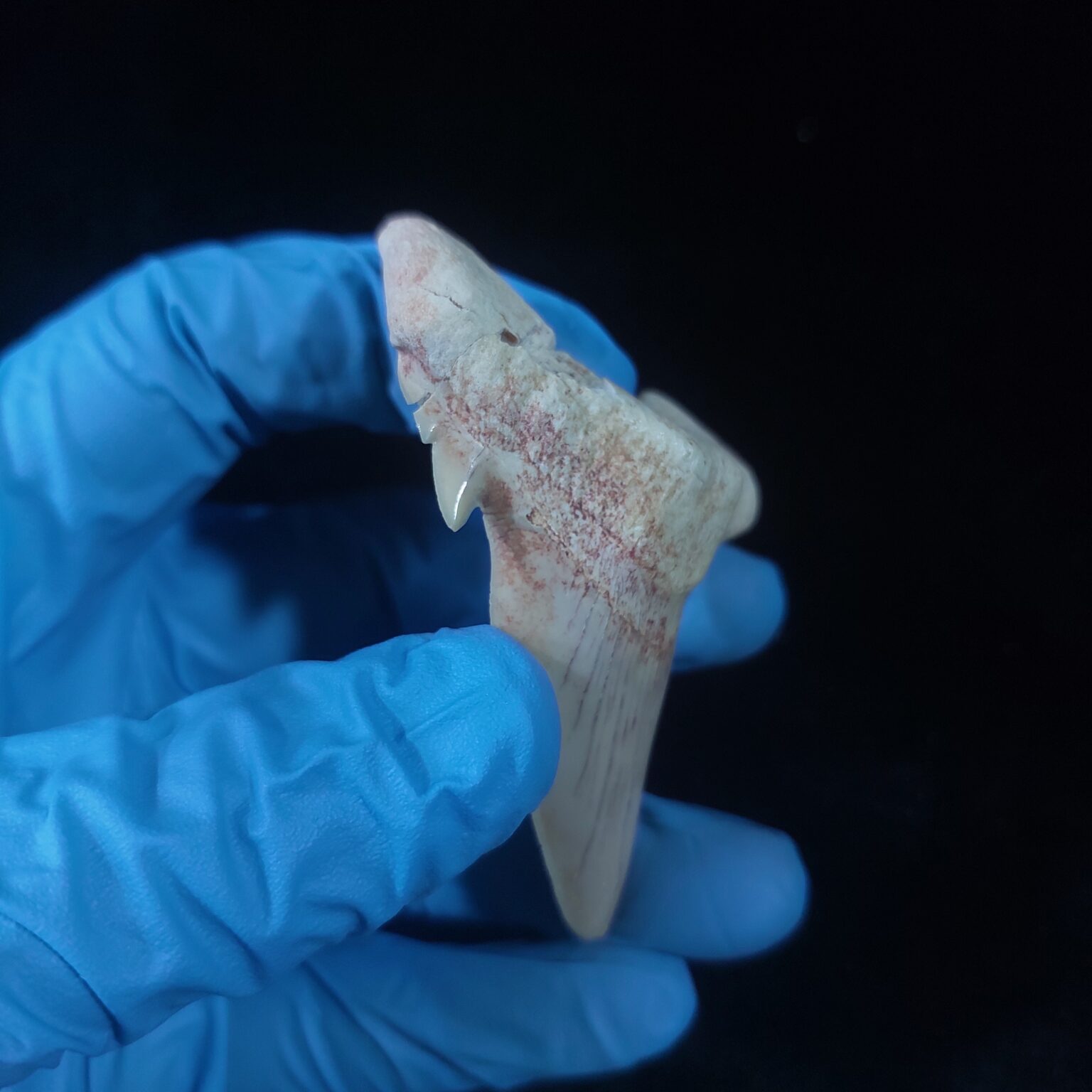 2.8" Great Otodus Obliquus Tooth Fossil 54 million years Old | FossilPaleo