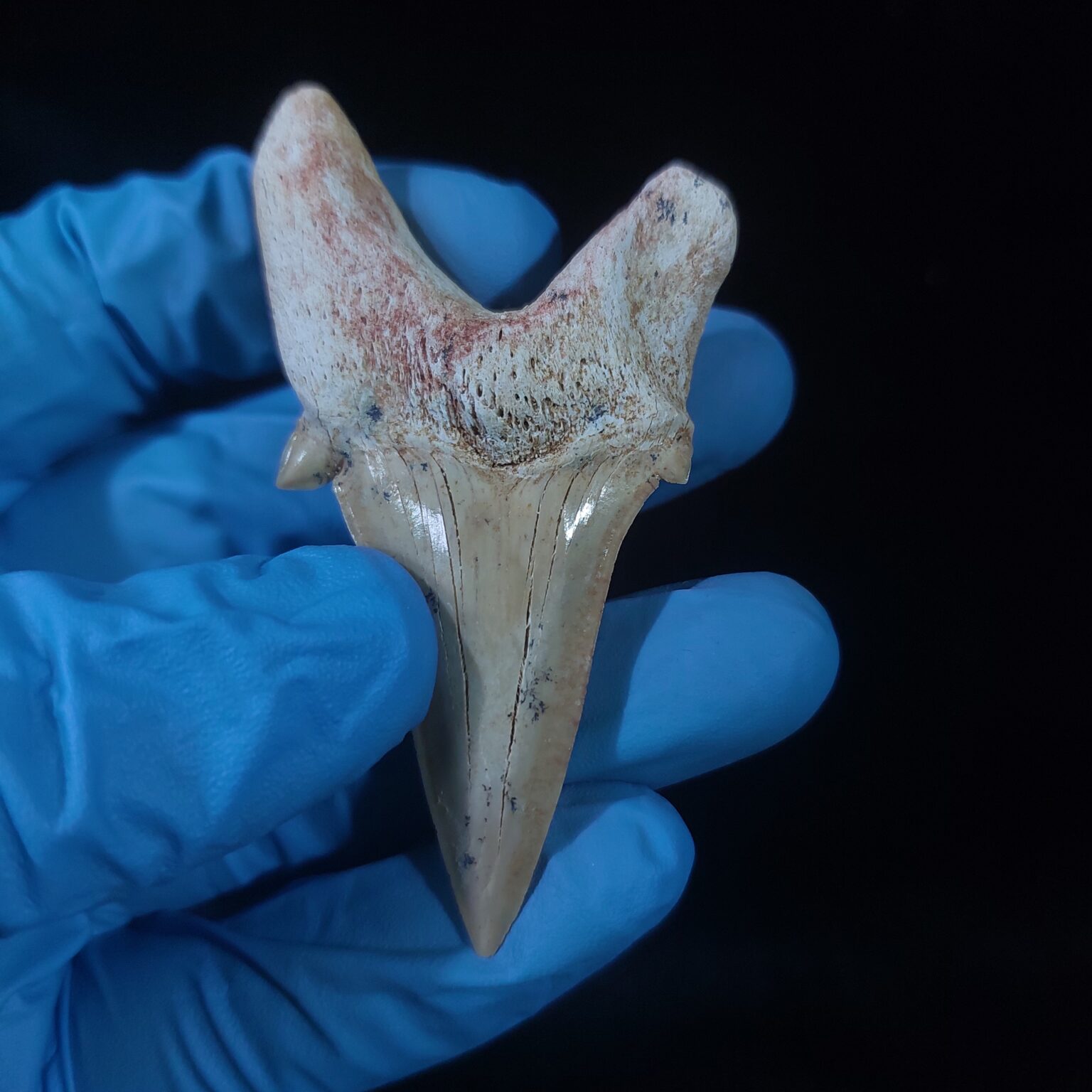 2.9" Authentic Otodus Obliquus tooth megalodon fossil Paleontology ...