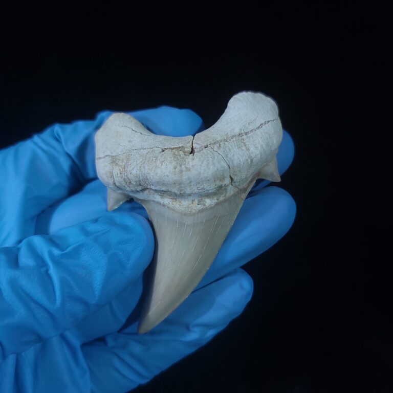 2.8" Great Otodus Obliquus Tooth Fossil 54 million years Old | FossilPaleo