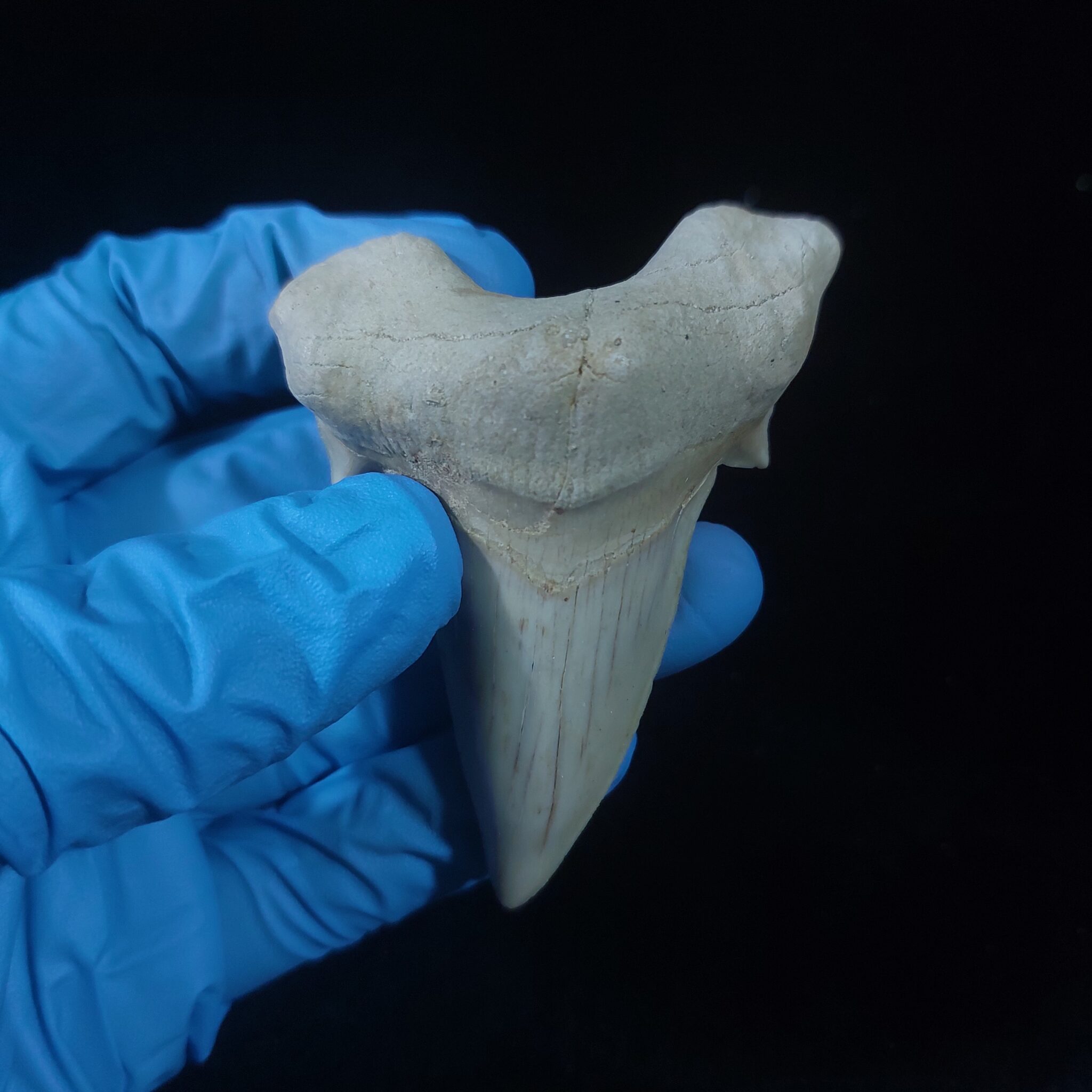 2.8" Great Otodus Obliquus Tooth Fossil 54 million years Old | FossilPaleo