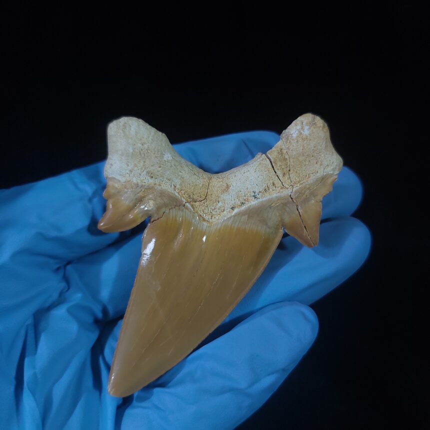 Authentic OTODUS tooth megalodon teeth Paleo fossil 3" | FossilPaleo