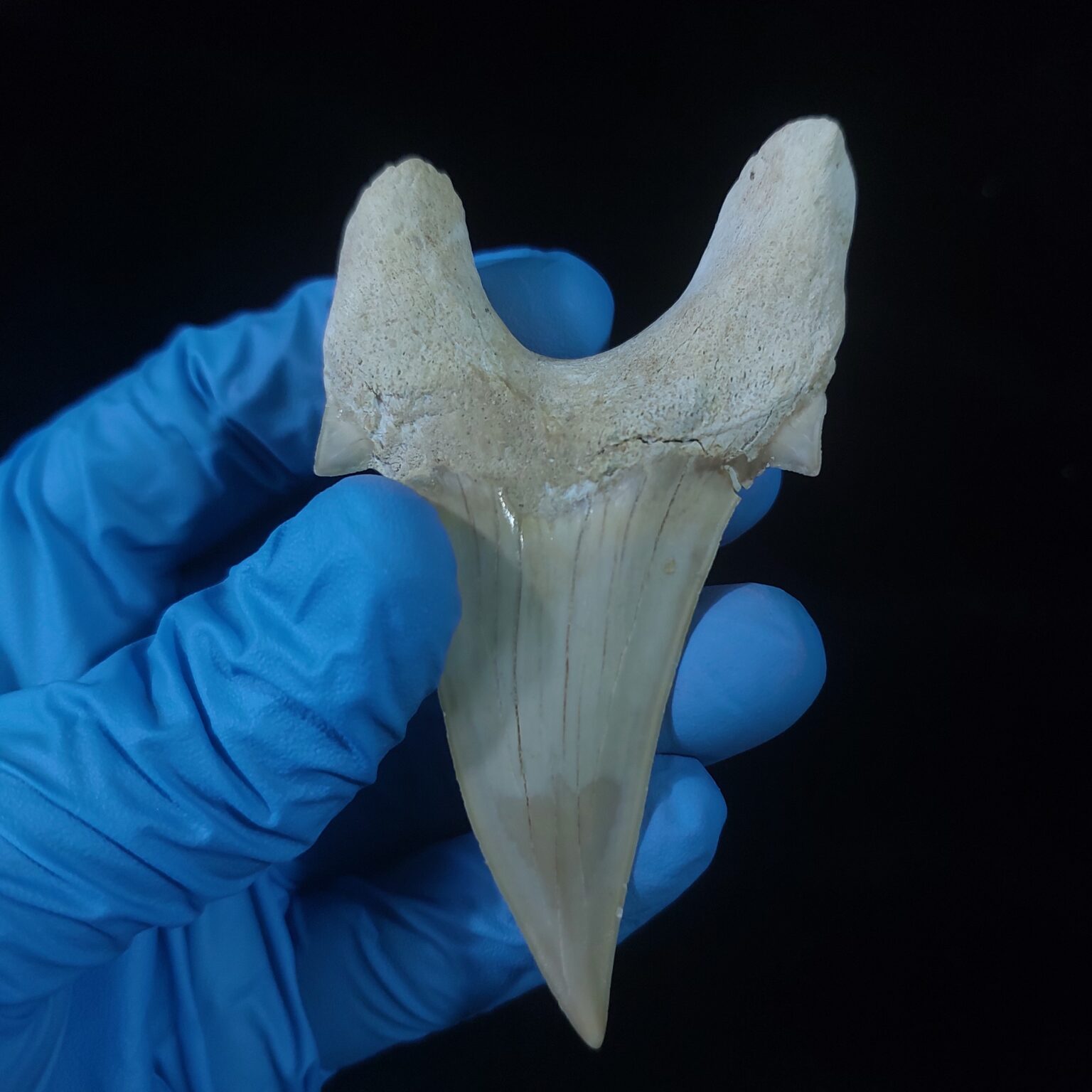3.2" Original OTODUS Tooth Rare fossil teeth Megalodon teeth | FossilPaleo
