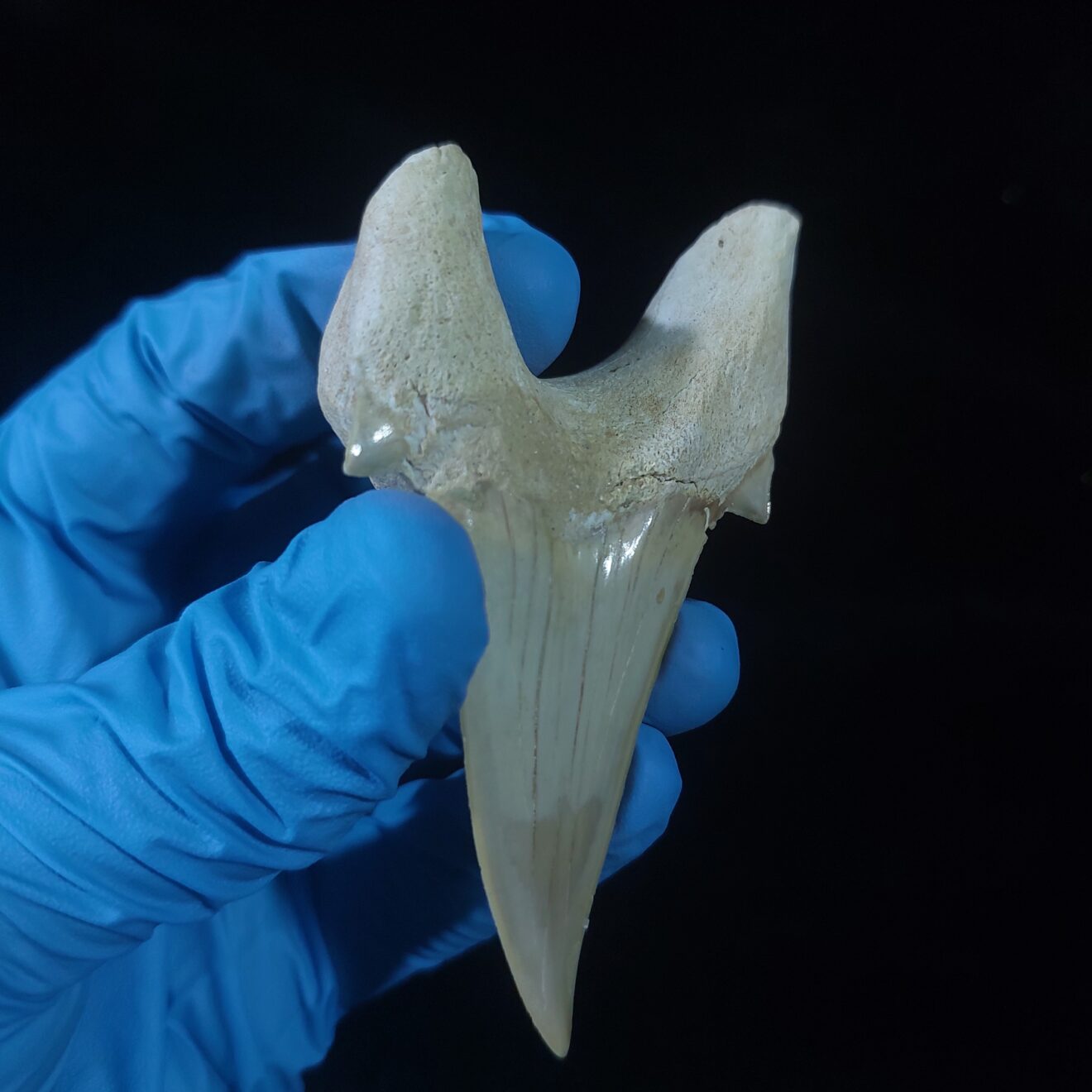 3.2" Original OTODUS Tooth Rare fossil teeth Megalodon teeth | FossilPaleo