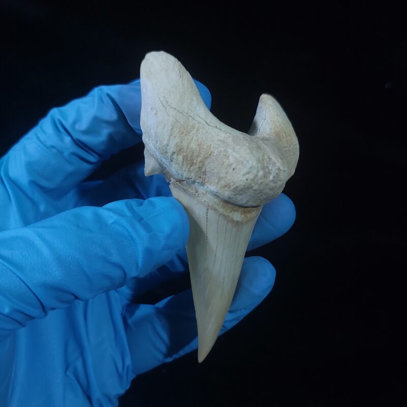 3.2" Original OTODUS Tooth Rare fossil teeth Megalodon teeth | FossilPaleo
