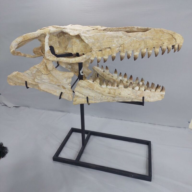 Museum Quality Mosasaurus Skull 47 inches Original Fossil | FossilPaleo