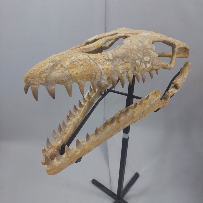 Mosasaurus Skulls | Original Fossils for Sale