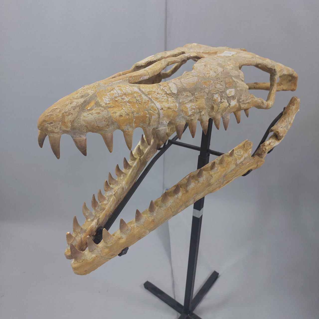 Mosasaurus Skulls | Original Fossils for Sale