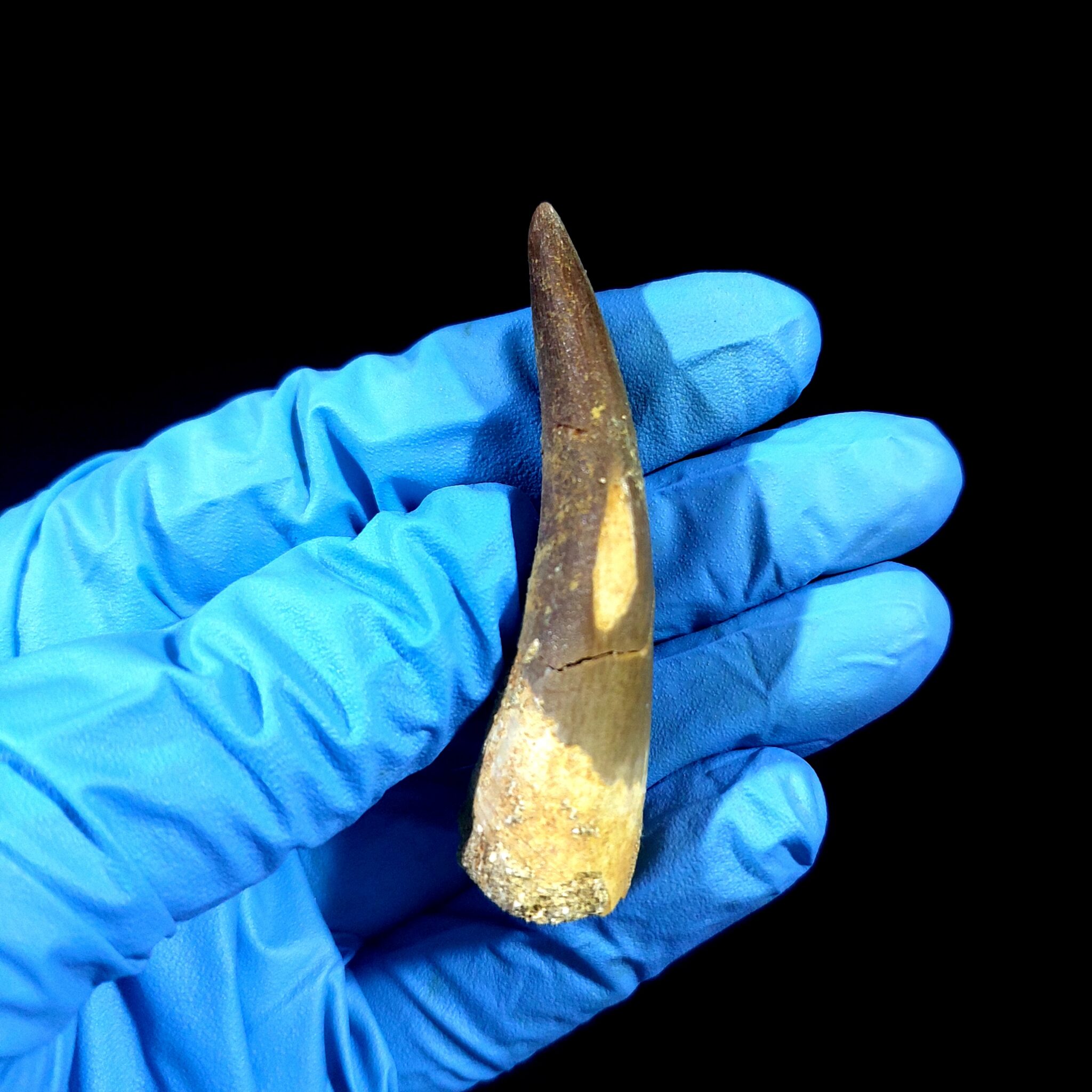 2.8" Huge Plesiosaurus Tooth Rare Fossilized Morocco Dino | FossilPaleo