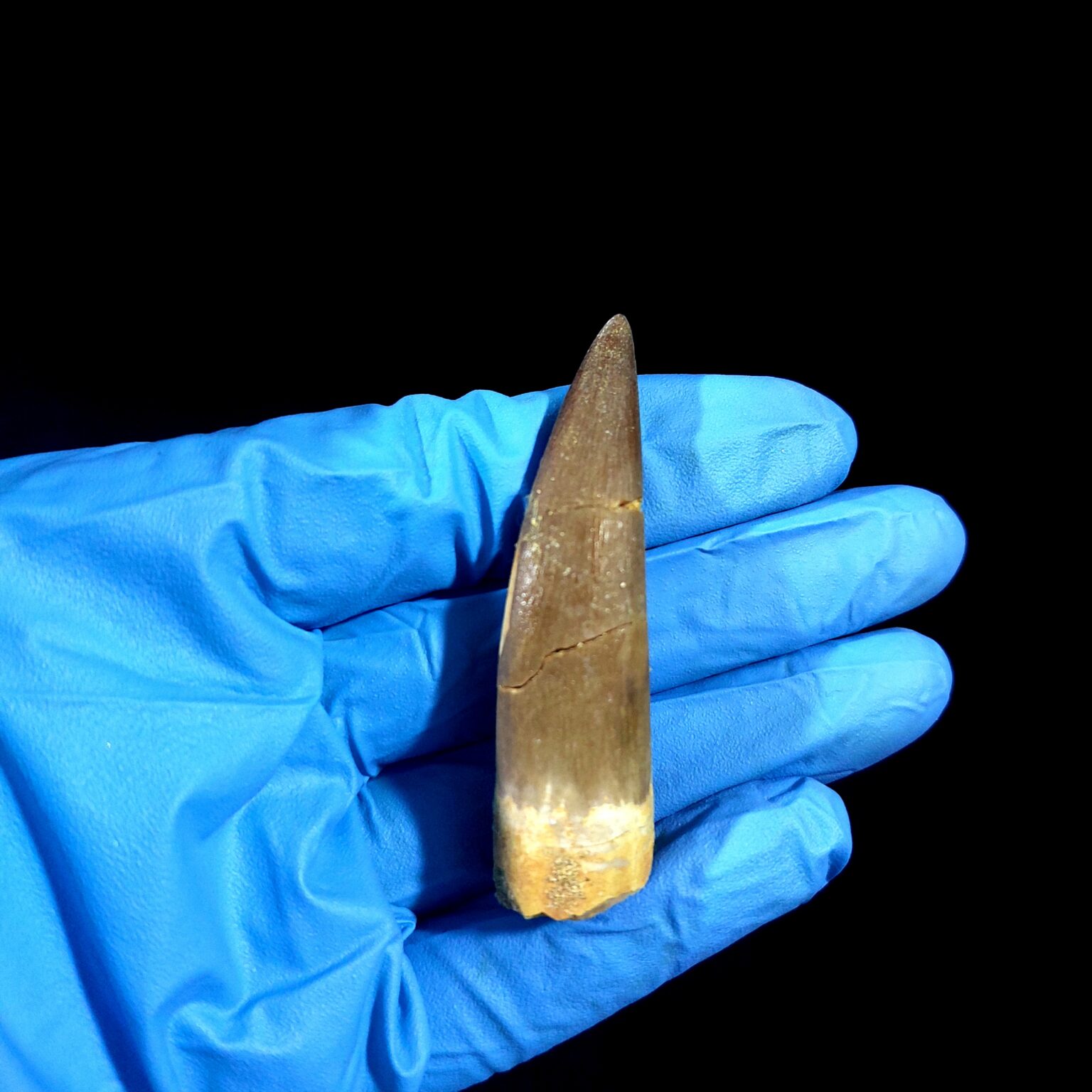 2.8" Huge Plesiosaurus Tooth Rare Fossilized Morocco Dino | FossilPaleo