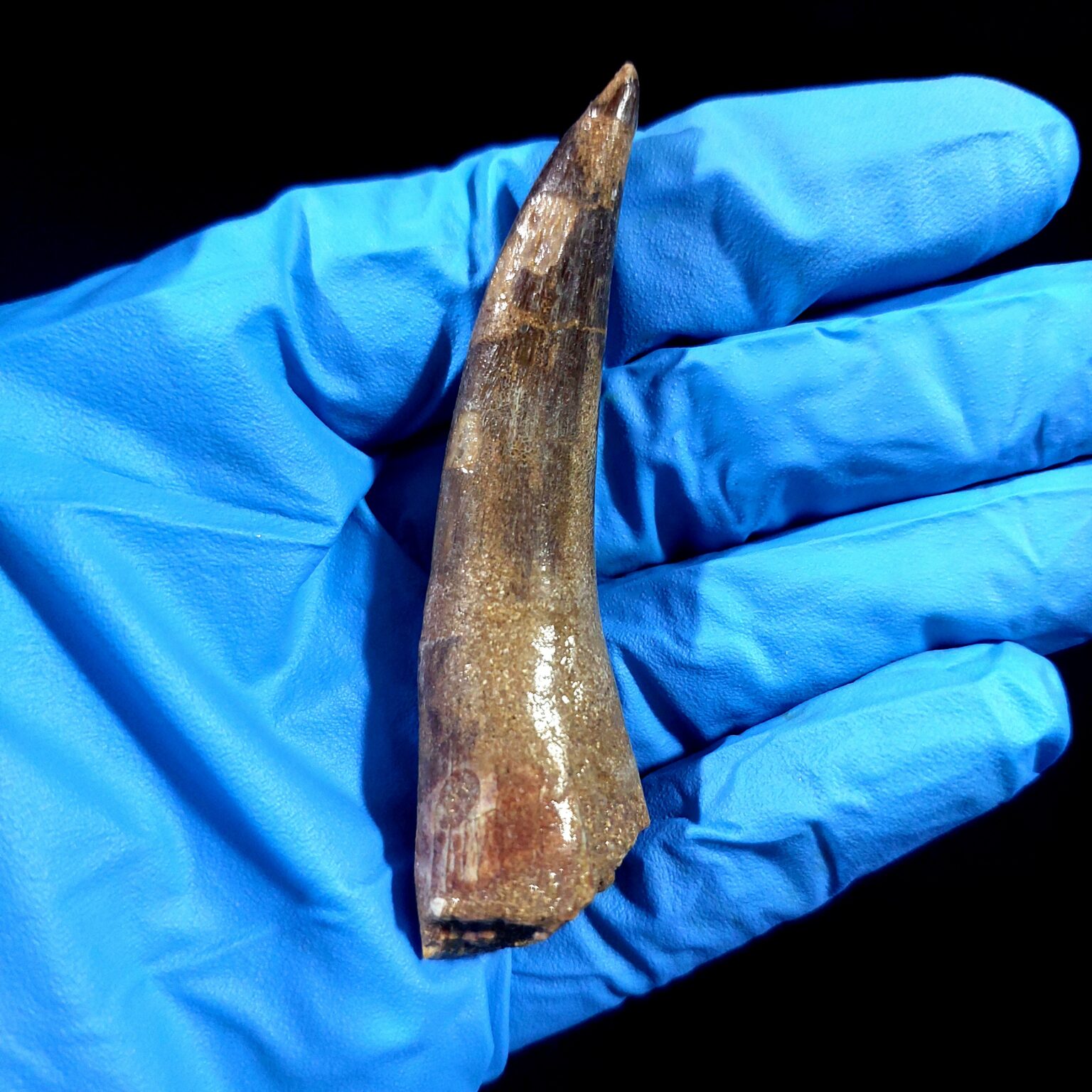 2.4" Top Rare Plesiosaur tooth Authentic Fossil for Sale | FossilPaleo