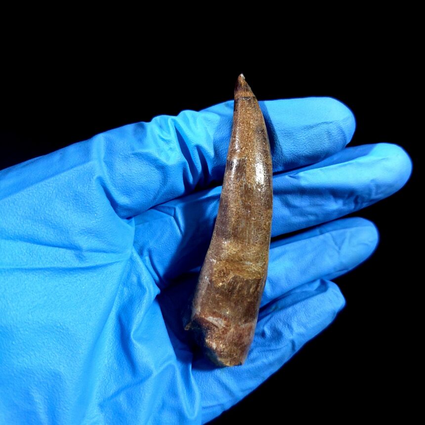 2.8" Huge Plesiosaurus Tooth Rare Fossilized Morocco Dino | FossilPaleo