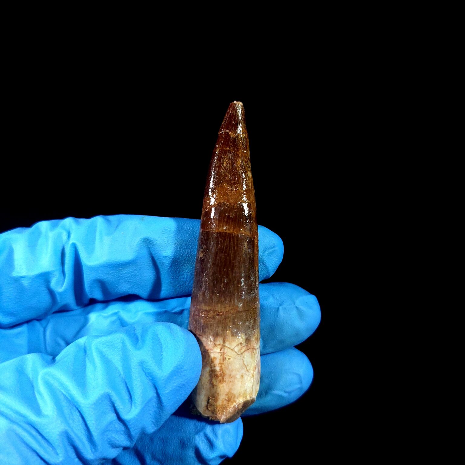 Plesiosaurus Tooth Fossil – Rare Dinosaur Specimen | FossilPaleo ...