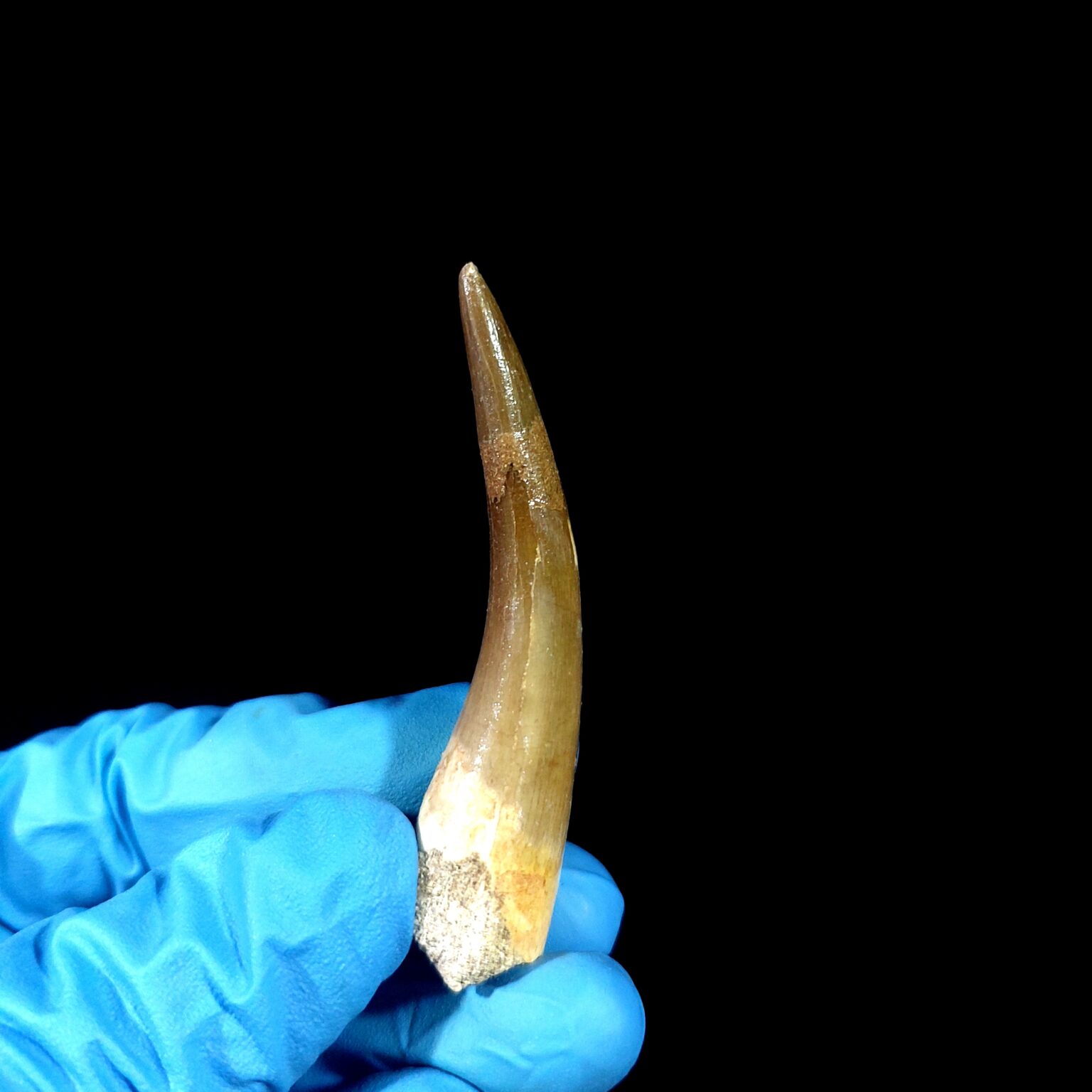 2.5" Plesiosaurus Tooth Original Fossilized Plesiosaur Paleontology ...