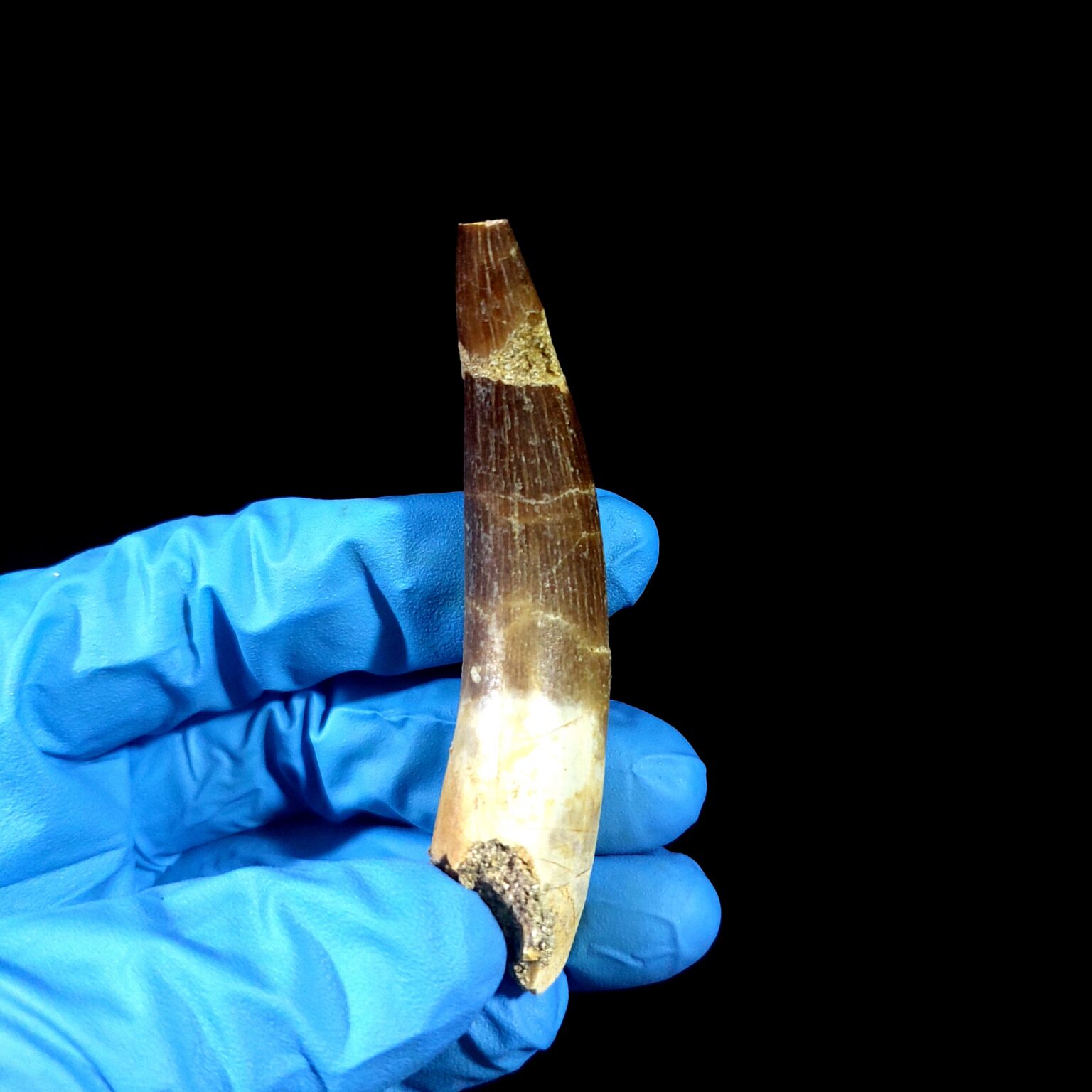 Large Multi-Trilobite Fossil Cluster in Natural Matrix – Devonian ...